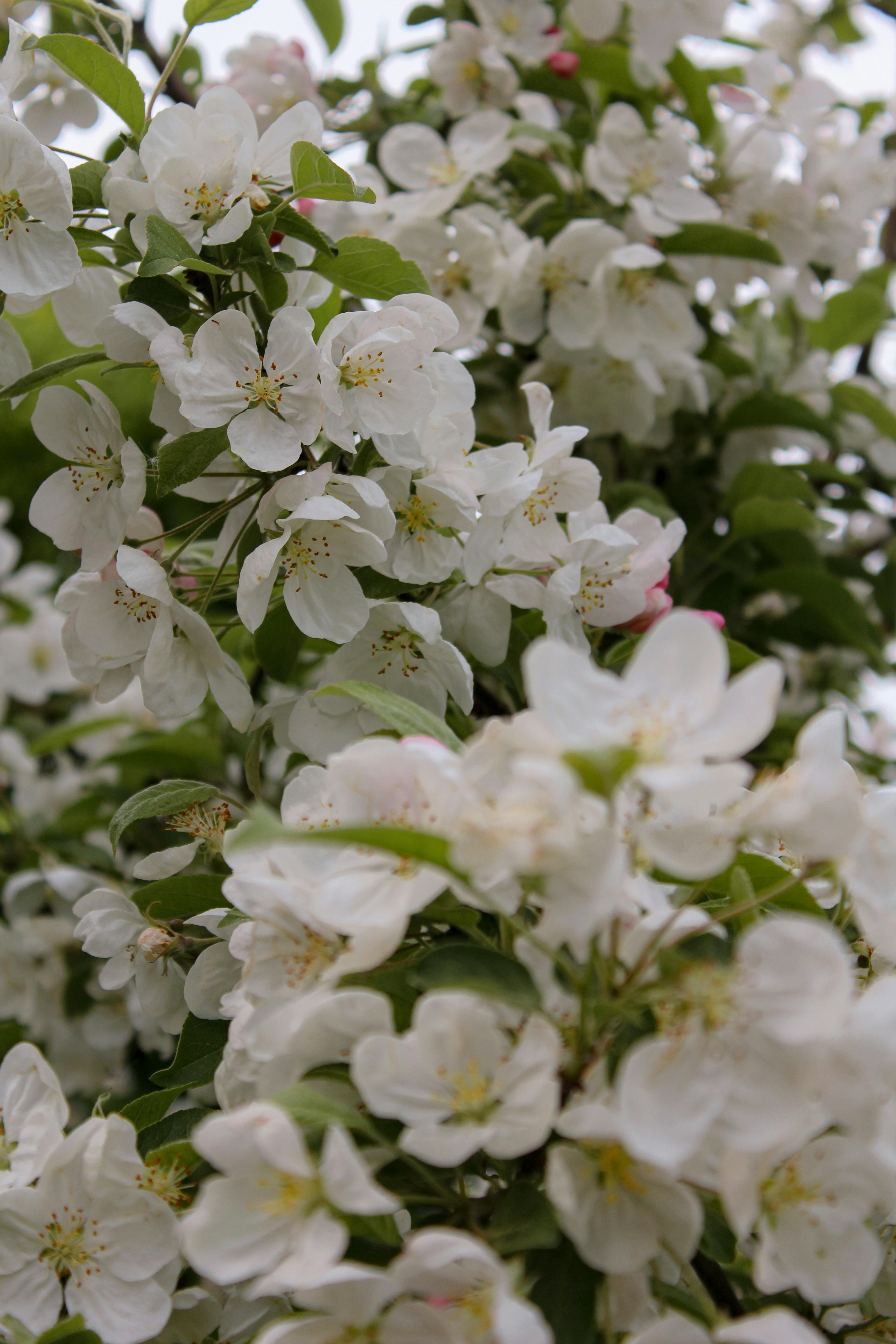 Apple Tree Photos, Download The BEST Free Apple Tree Stock Photos & HD ...