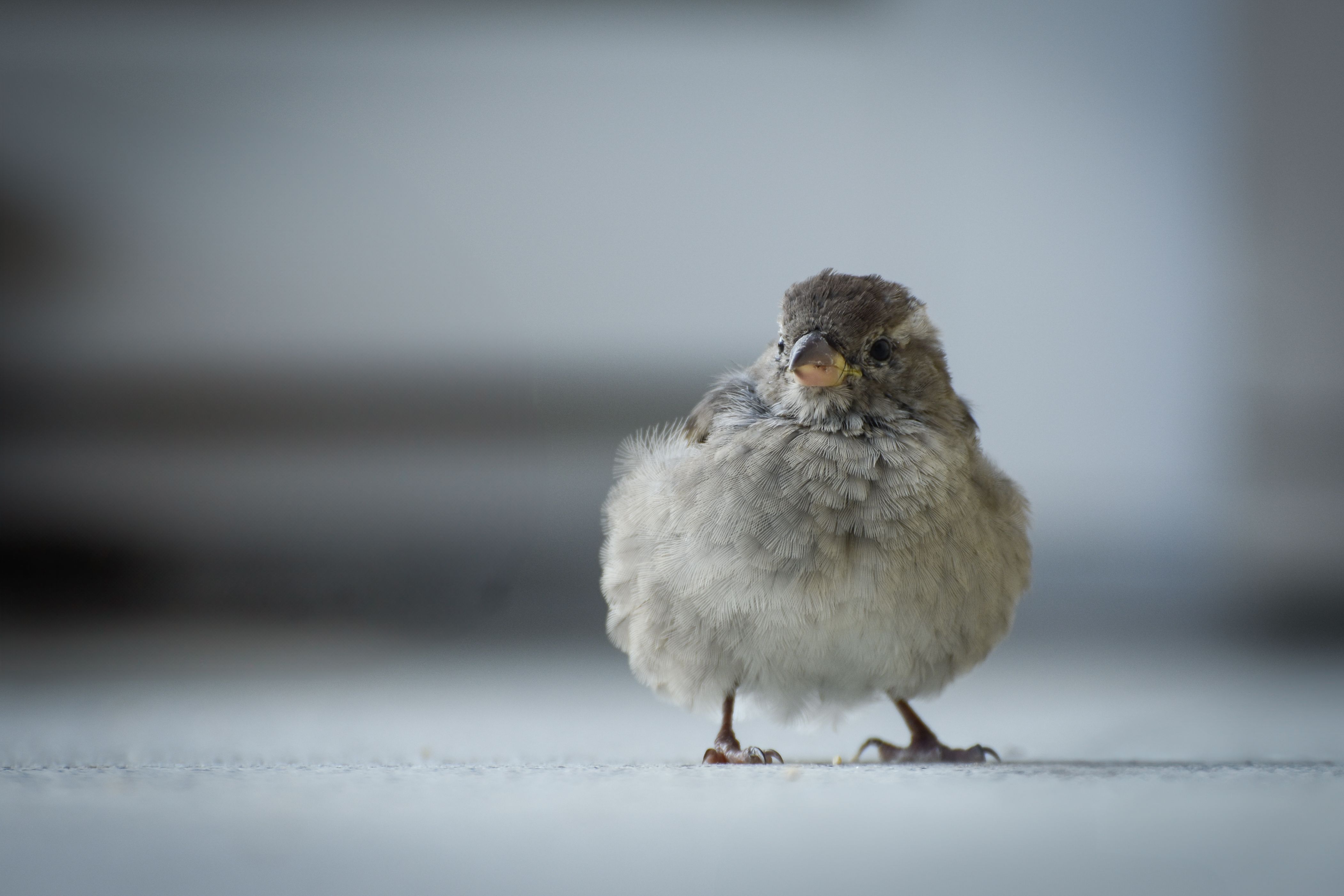 Starving Animals Photos, Download The BEST Free Starving Animals Stock ...