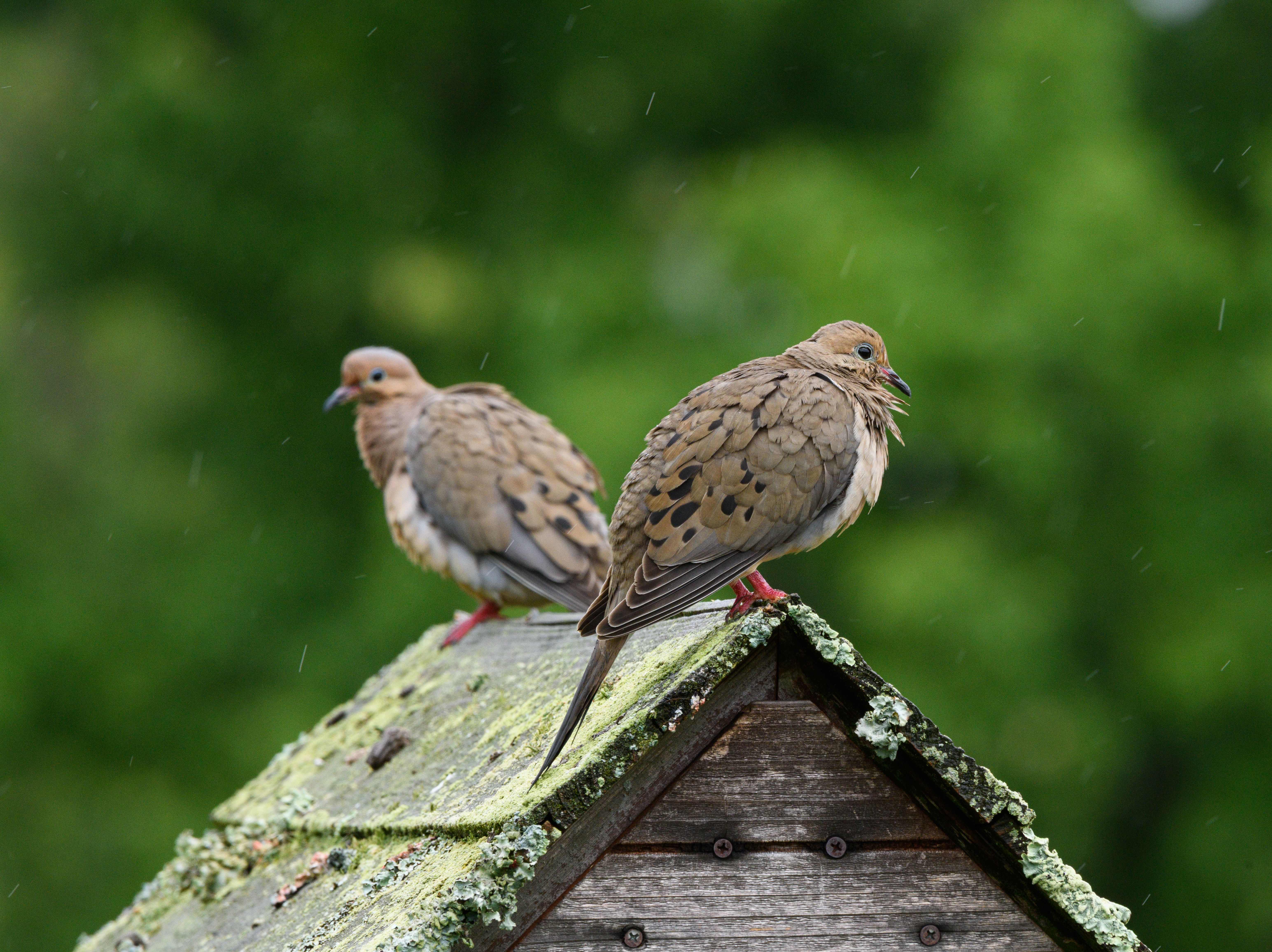 Mourning Doves on a Wooden Birdhouse in Spring · Free Stock Photo