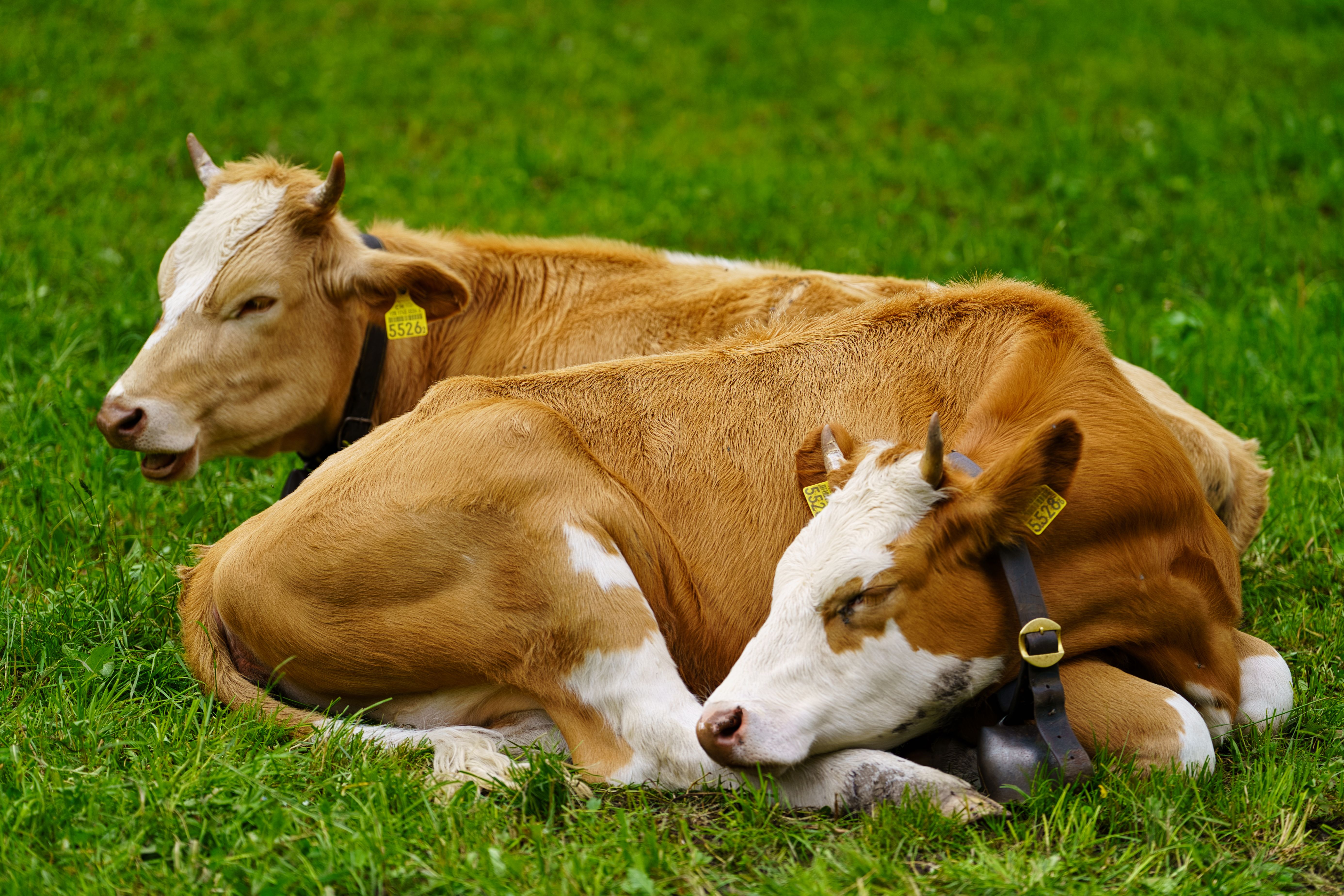 Two Cows Relaxing on a Green Pasture · Free Stock Photo
