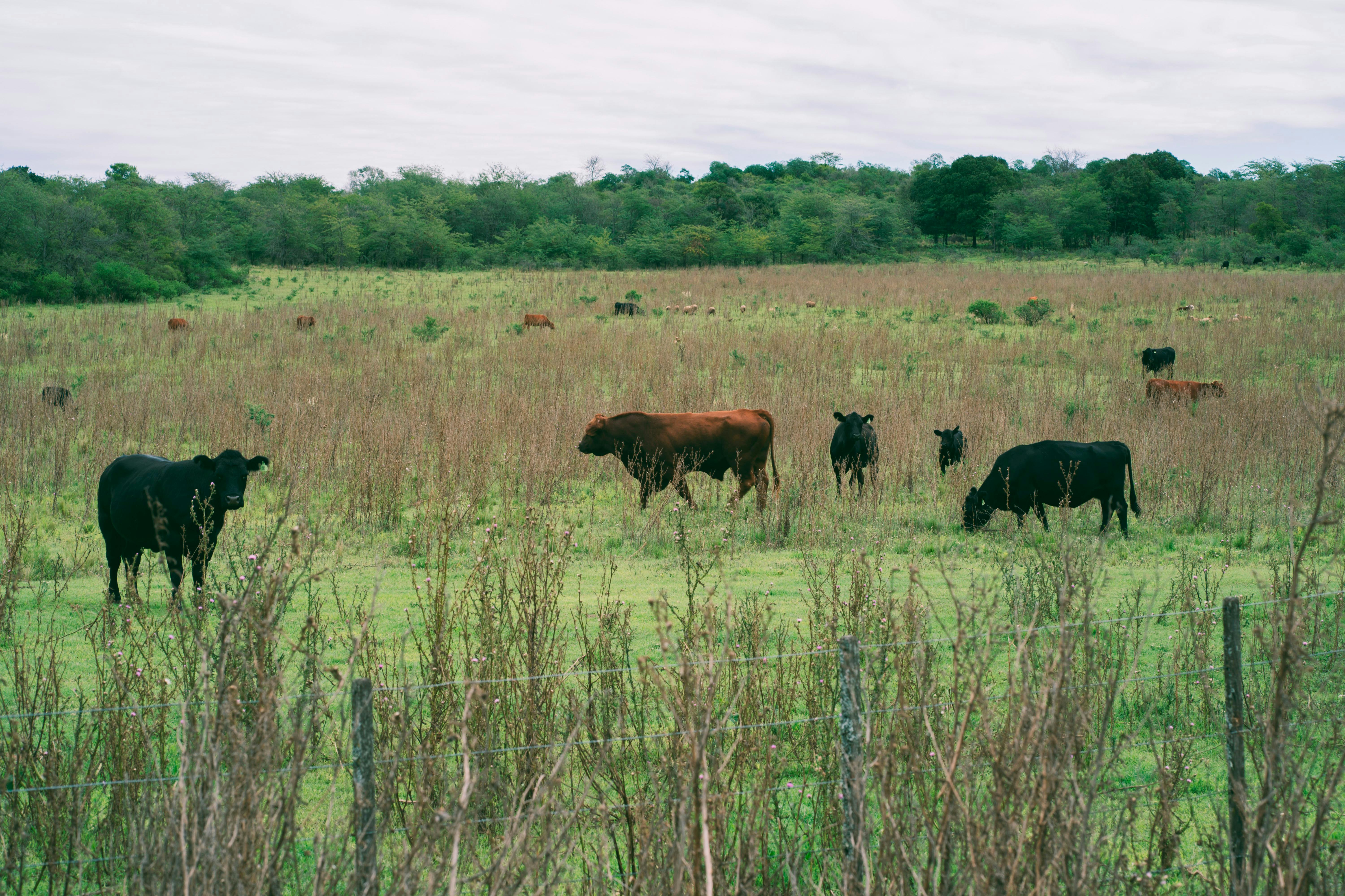 Penggembalaan Sapi Di Ladang Río De Los Sauces · Foto Stok Gratis