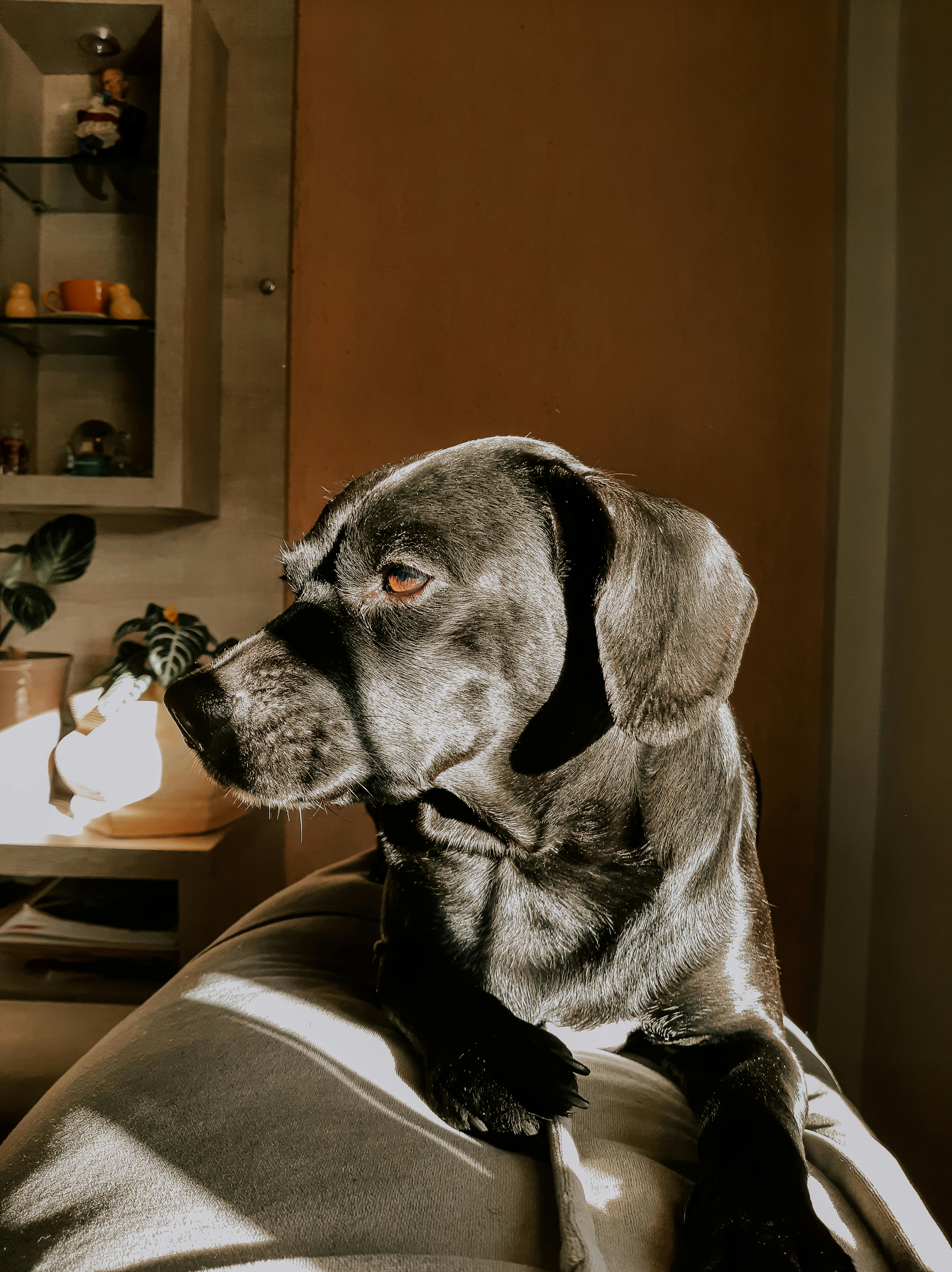 Black Labrador Relaxing in Cozy Sunlit Room · Free Stock Photo