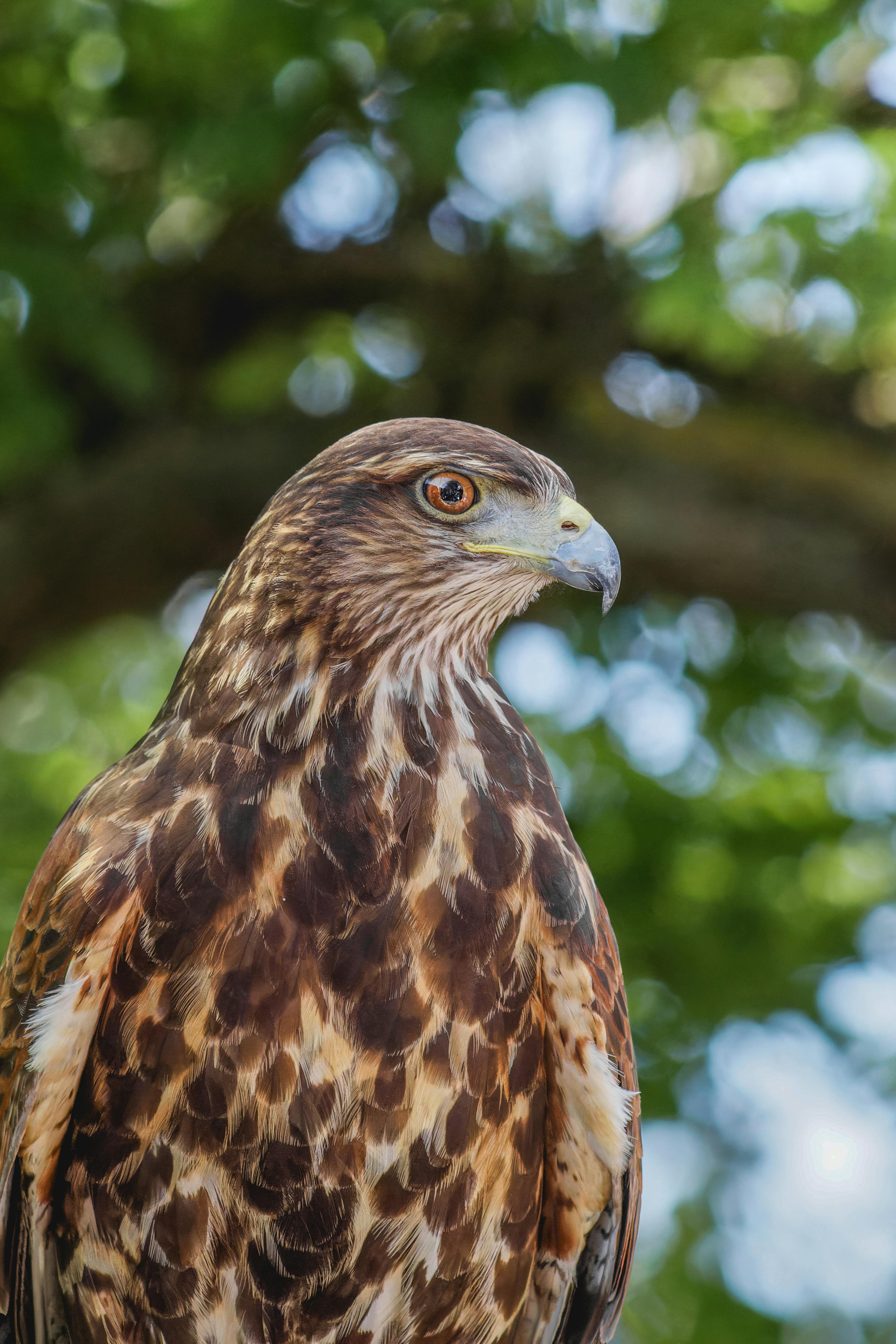 Majestic Hawk in Talcahuano, Chile · Free Stock Photo