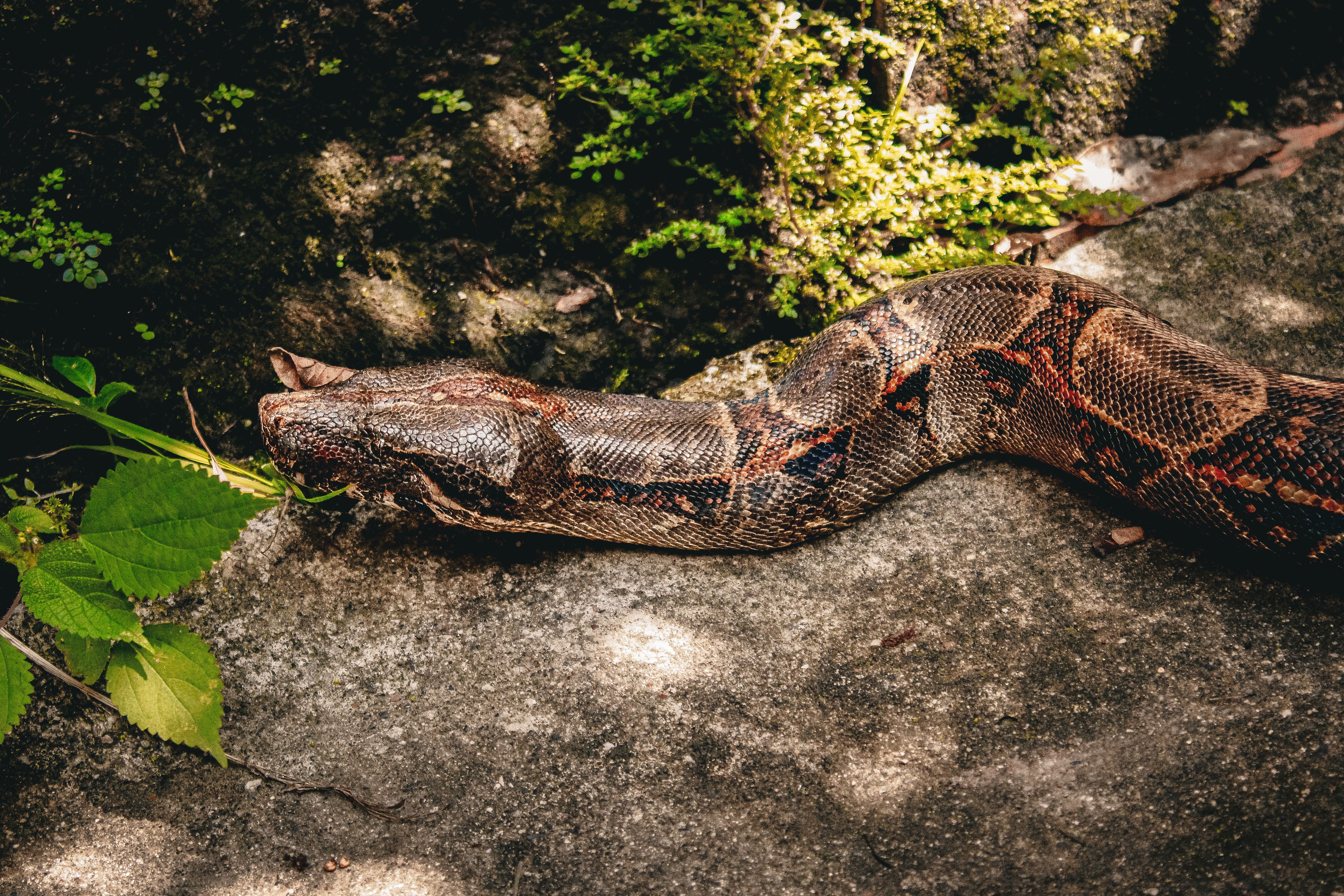 Close-Up of Boa Constrictor on Rock Surface · Free Stock Photo
