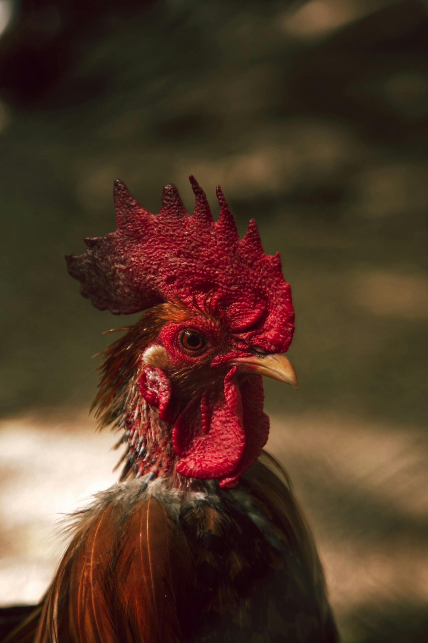 Close-up Portrait of Vibrant Red Rooster · Free Stock Photo
