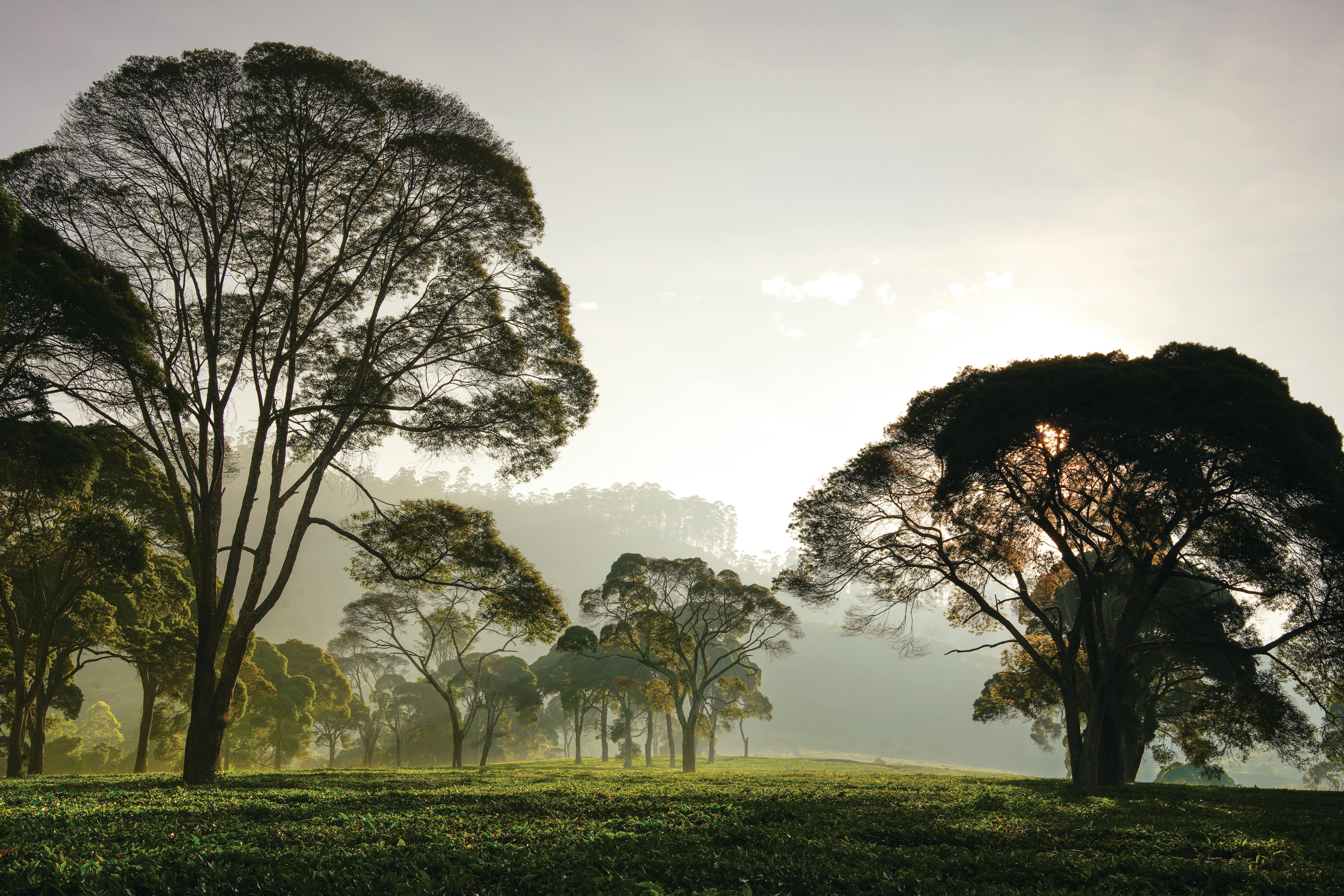 Lush Tree Landscape in Jawa Timur, Indonesia · Free Stock Photo