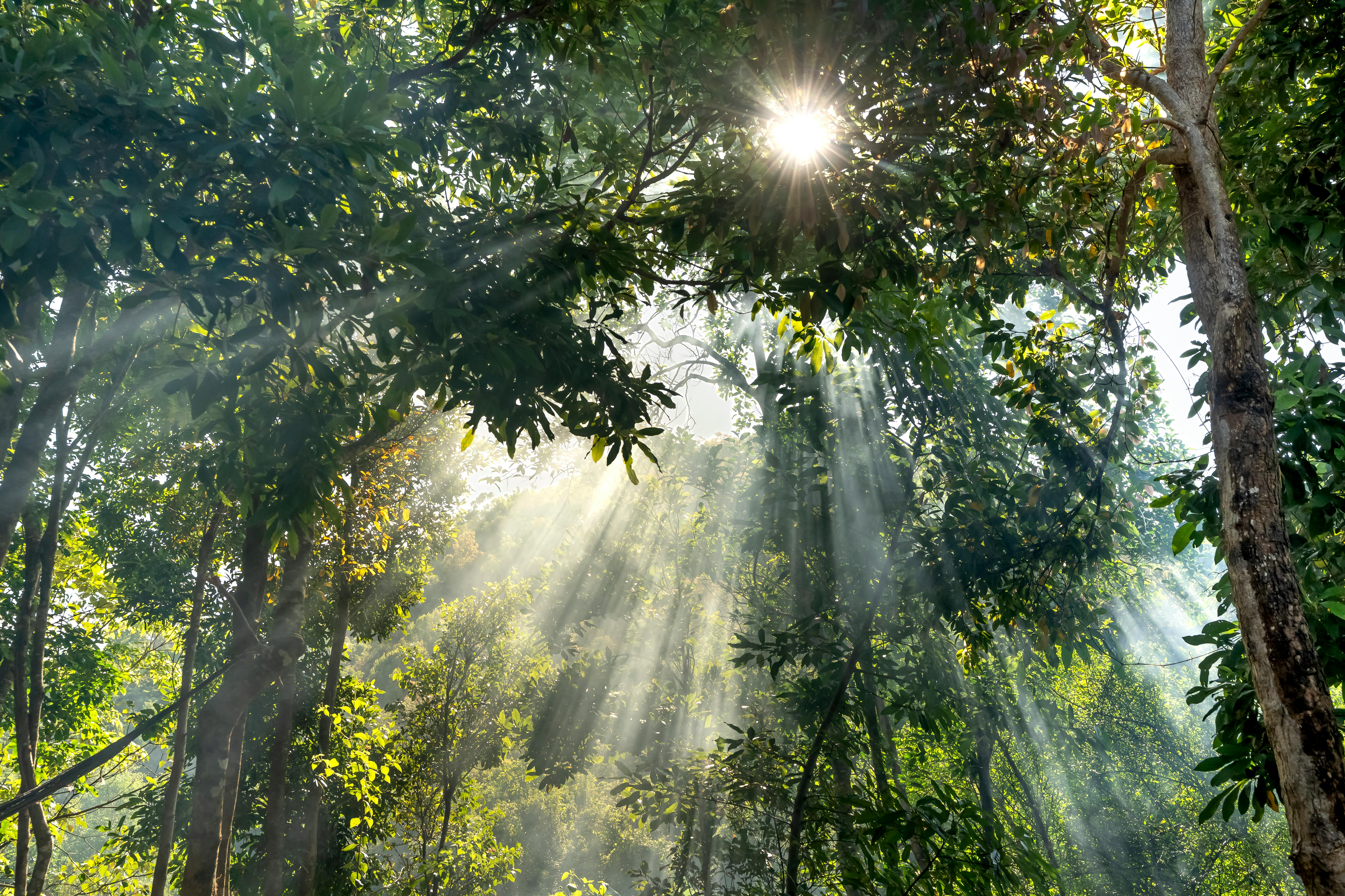 Growth Shadow Photos, Download The BEST Free Growth Shadow Stock Photos ...