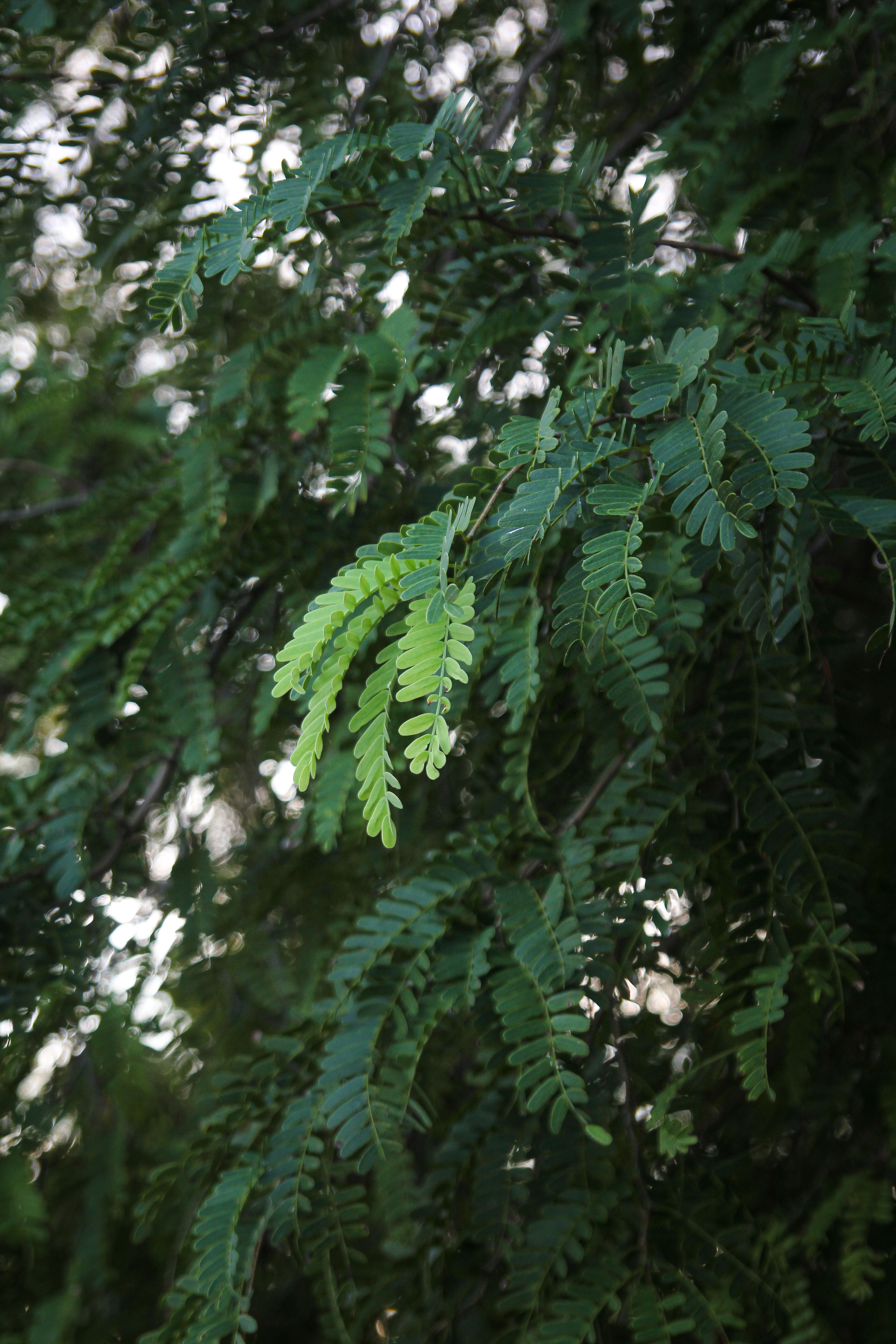 Tamarind (Imli) Photos, Download The BEST Free Tamarind (Imli) Stock ...