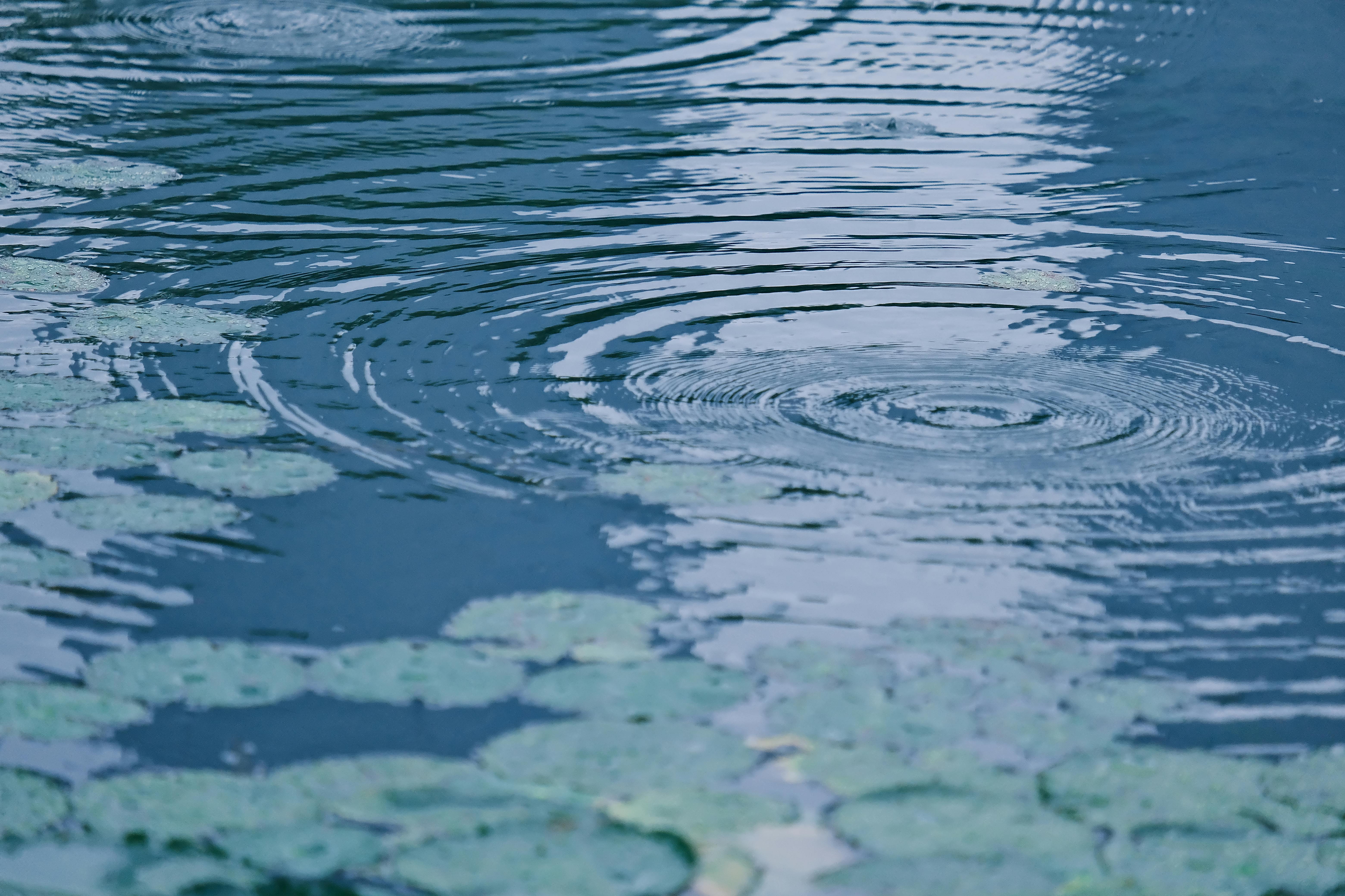 Serene Ripples on a Water Lily Pond · Free Stock Photo