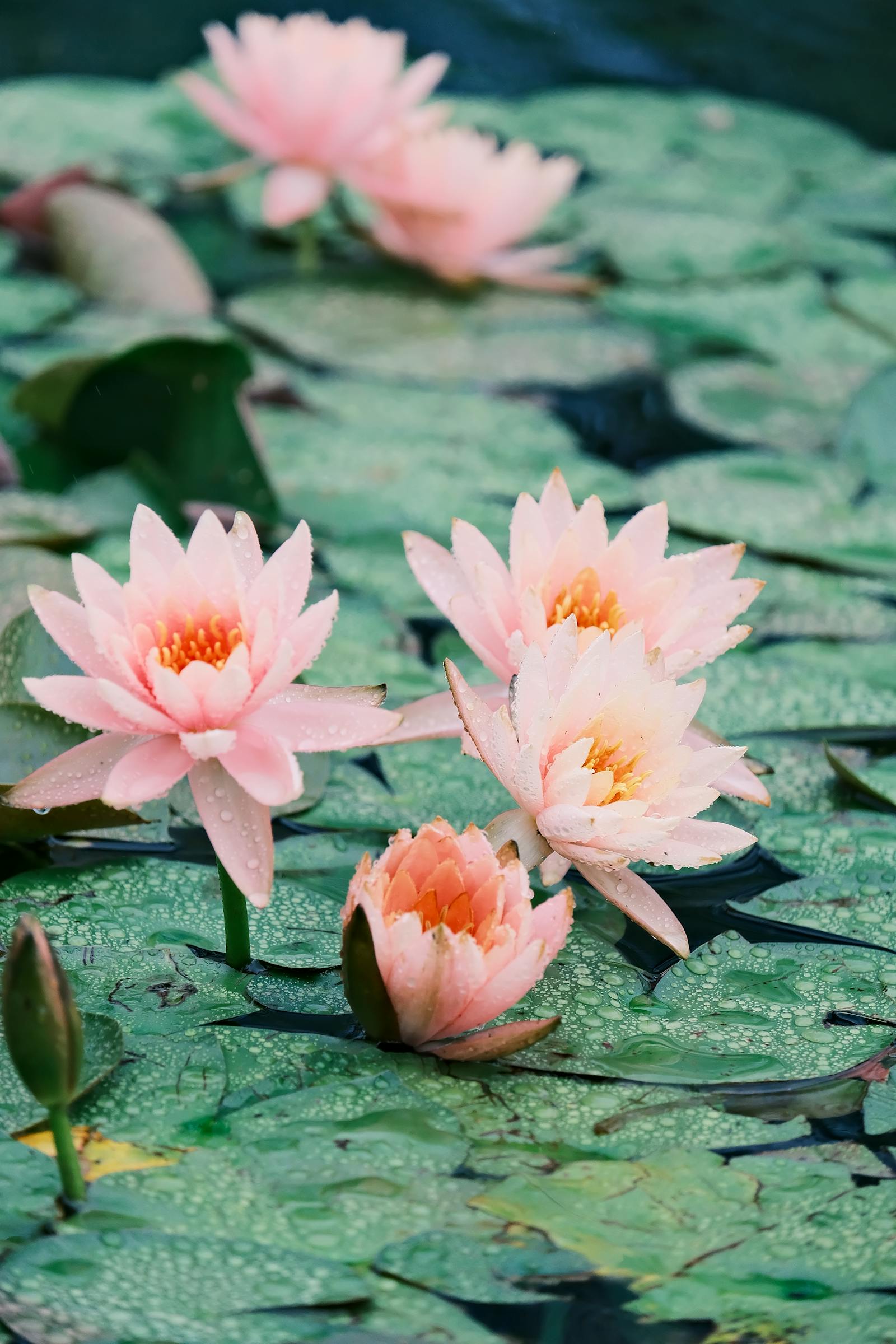 Calm Water Photos, Download The BEST Free Calm Water Stock Photos & HD ...