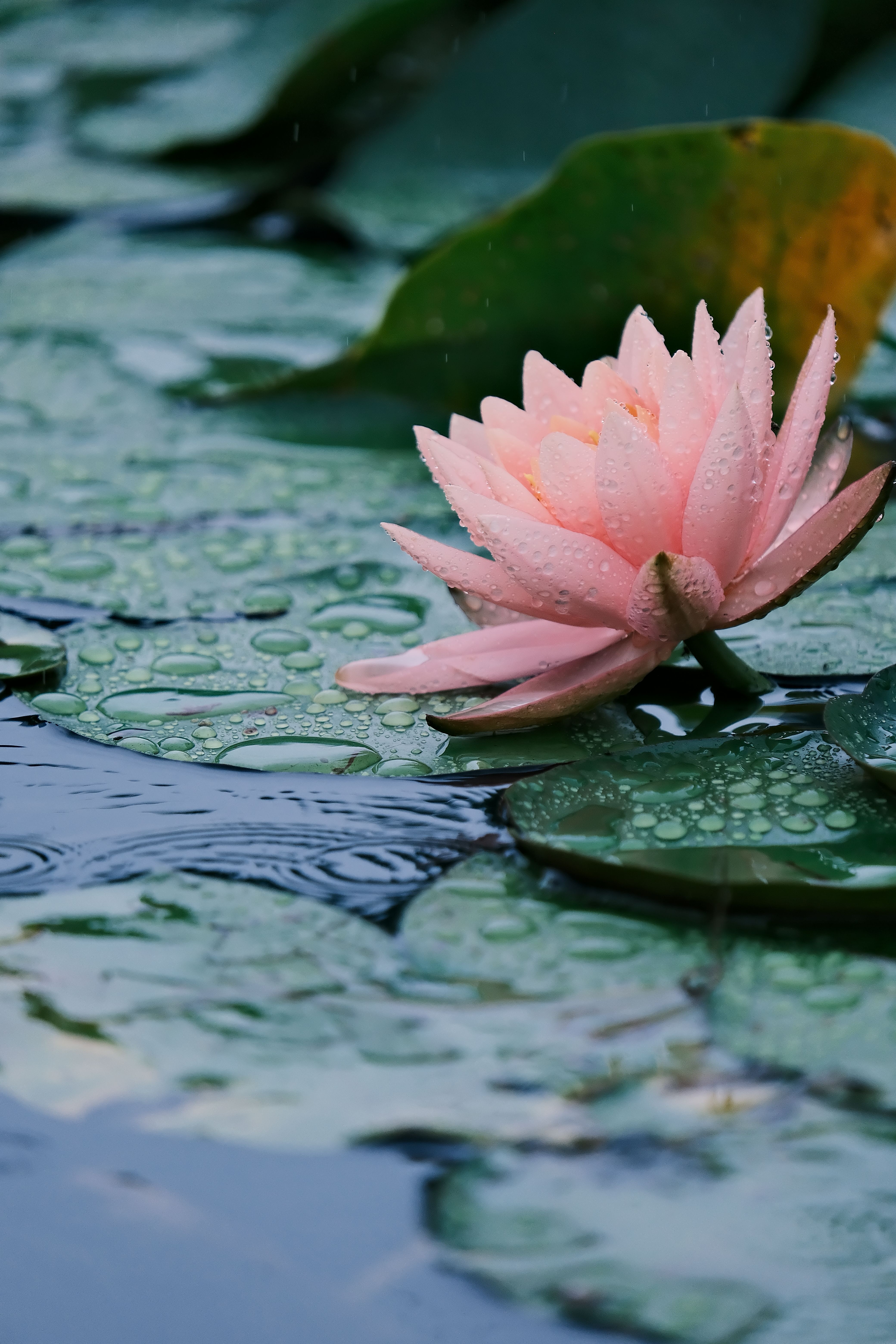 Outdoor Water Garden Photos, Download The BEST Free Outdoor Water ...