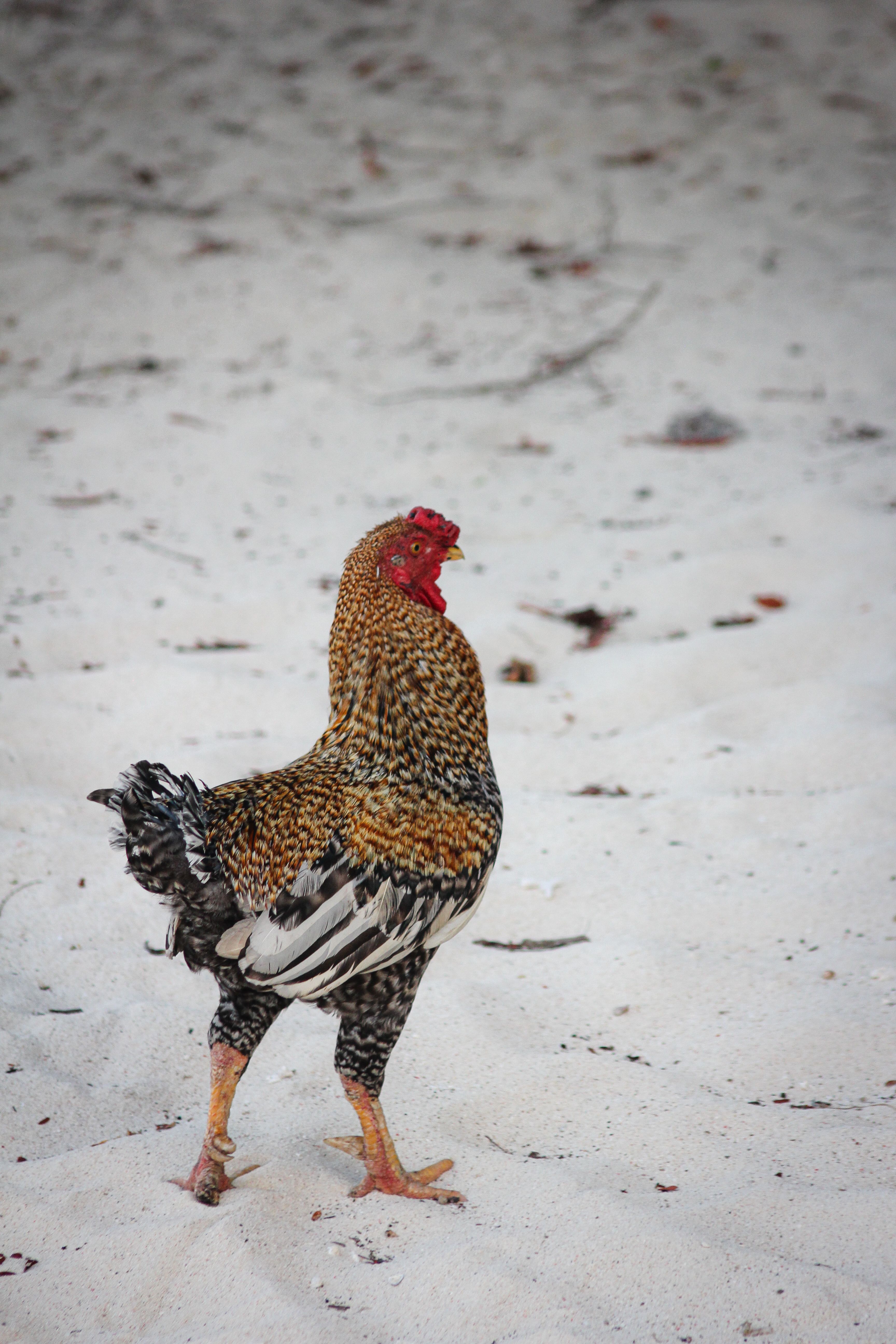 Brown and Black Rooster on a Sandy Beach · Free Stock Photo