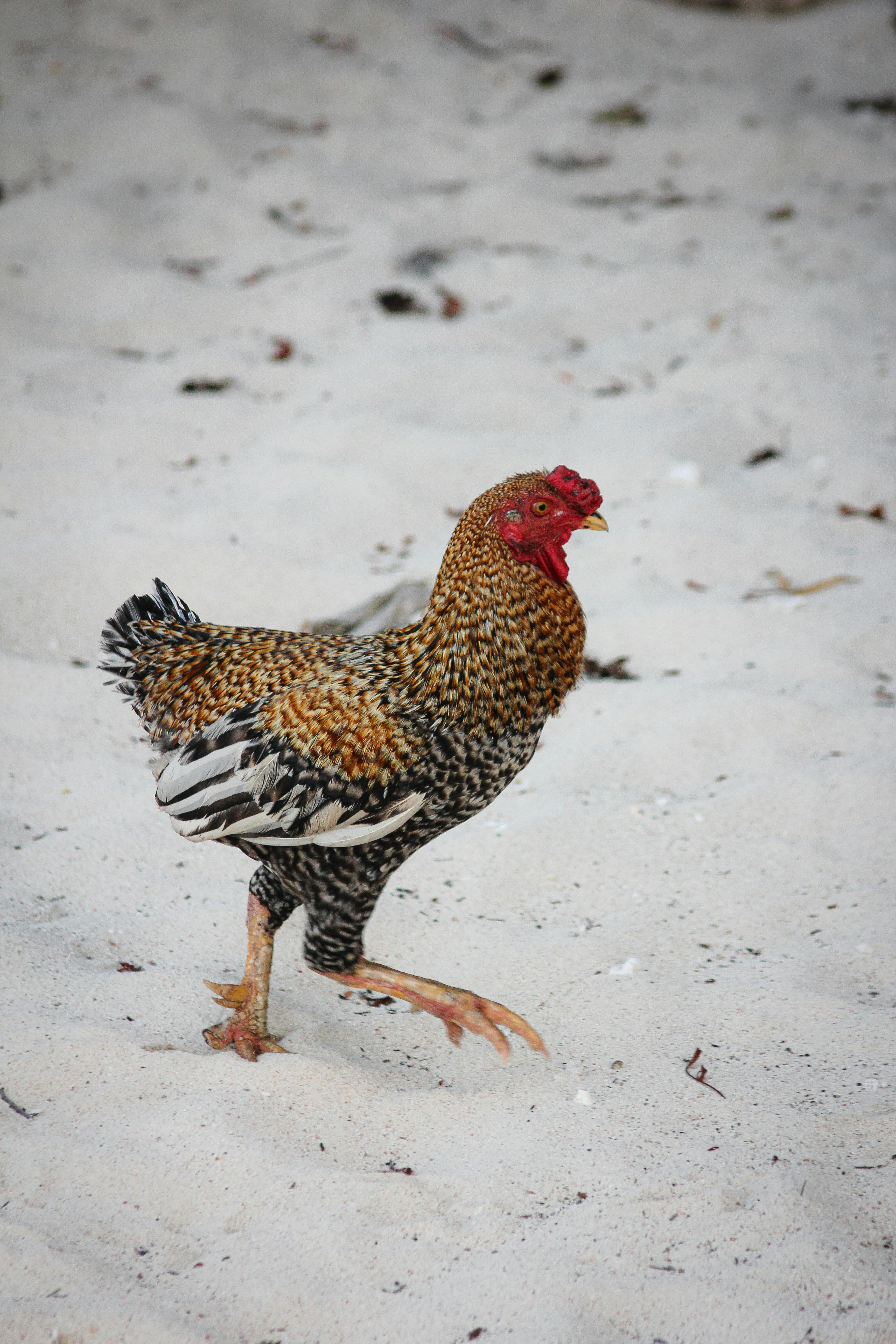 Chicken Photo Photos, Download The BEST Free Chicken Photo Stock Photos ...