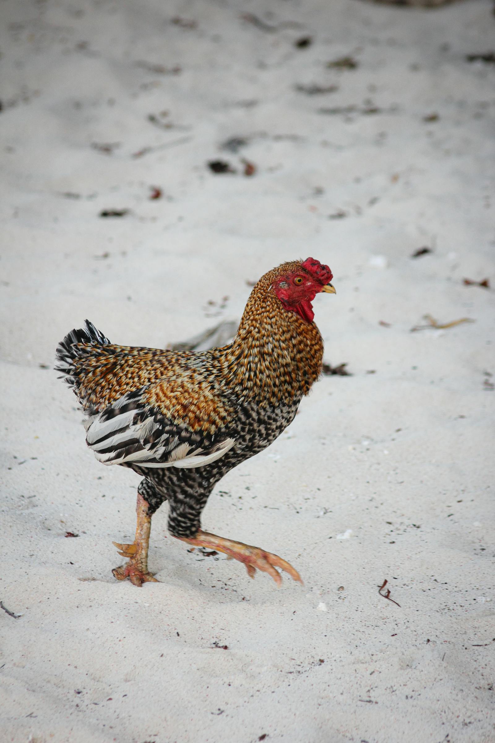 Chicken Jockey Photos, Download The BEST Free Chicken Jockey Stock ...