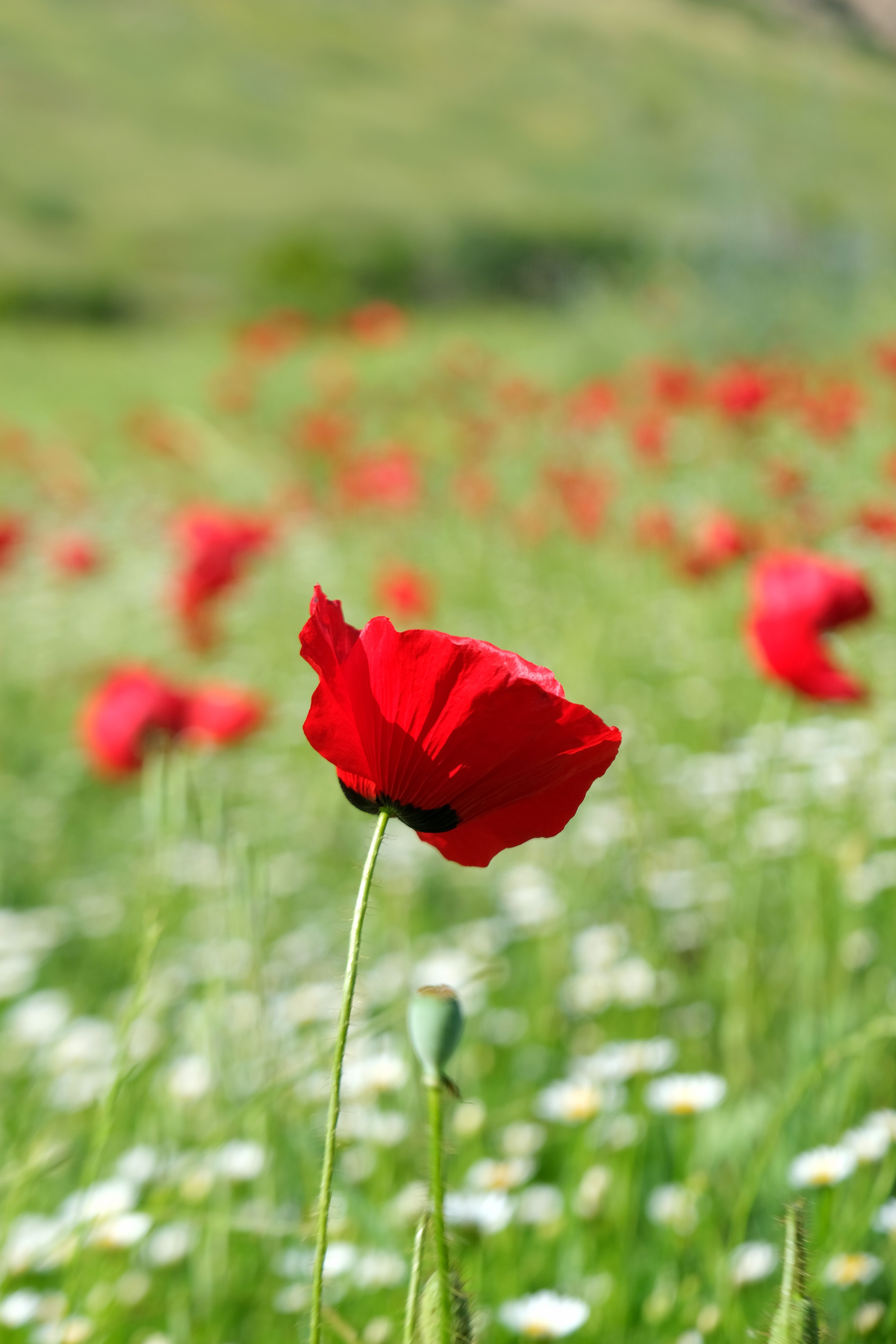 Poppy Flower Photos, Download The BEST Free Poppy Flower Stock Photos ...