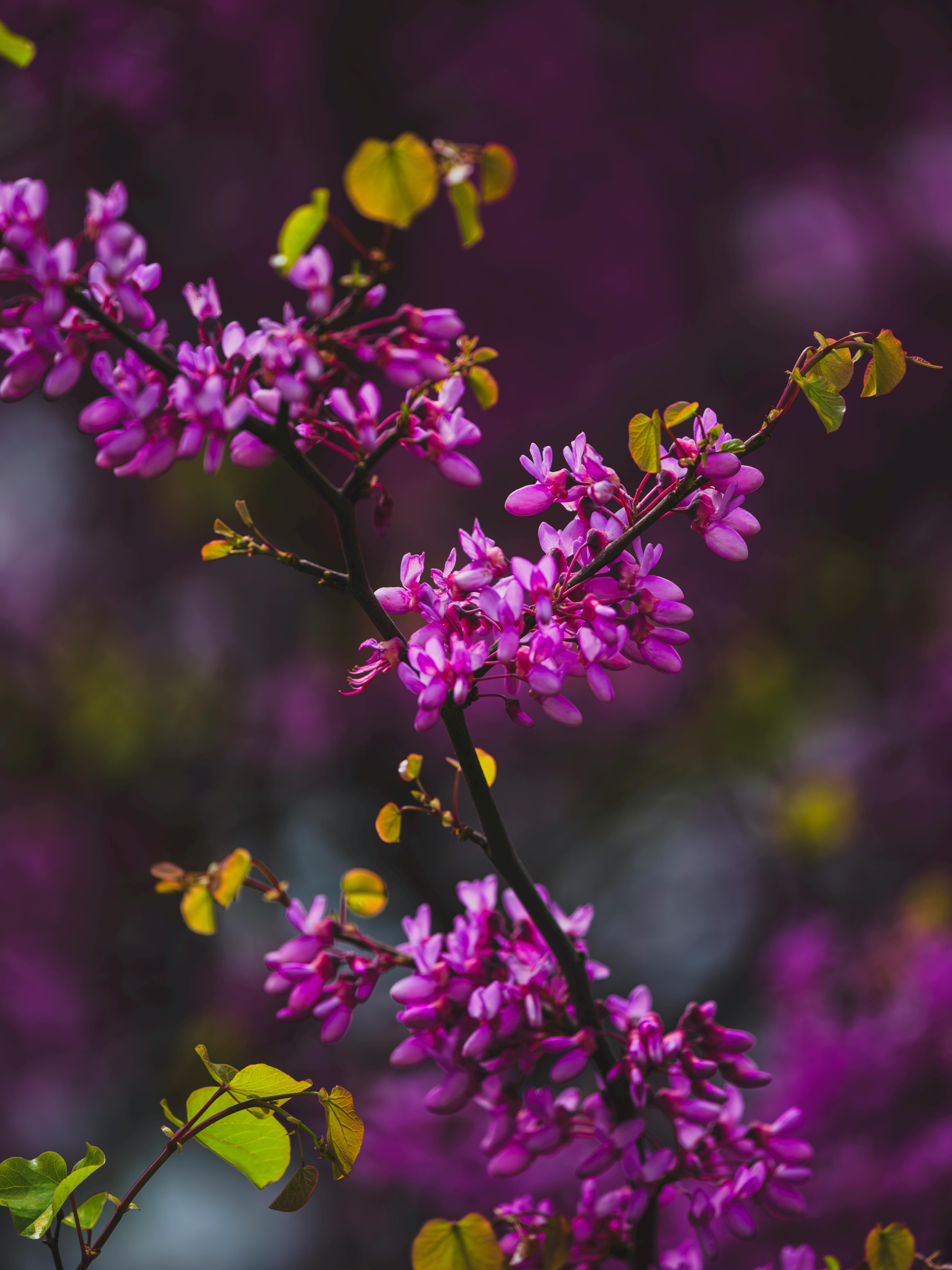 Vibrant Pink Blossoms on Eastern Redbud Tree · Free Stock Photo