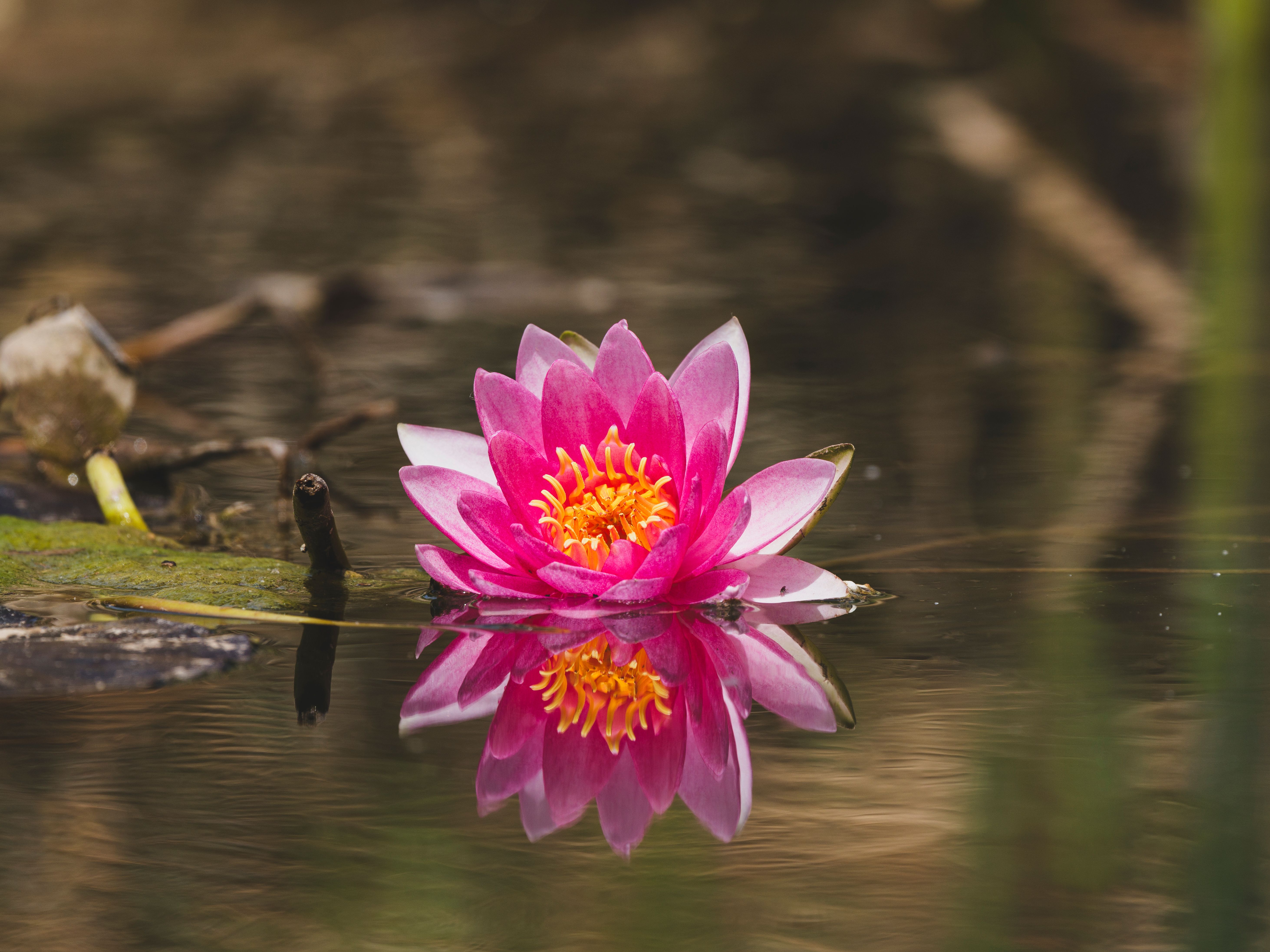 Vibrant Pink Water Lily Reflected in Calm Pond · Free Stock Photo