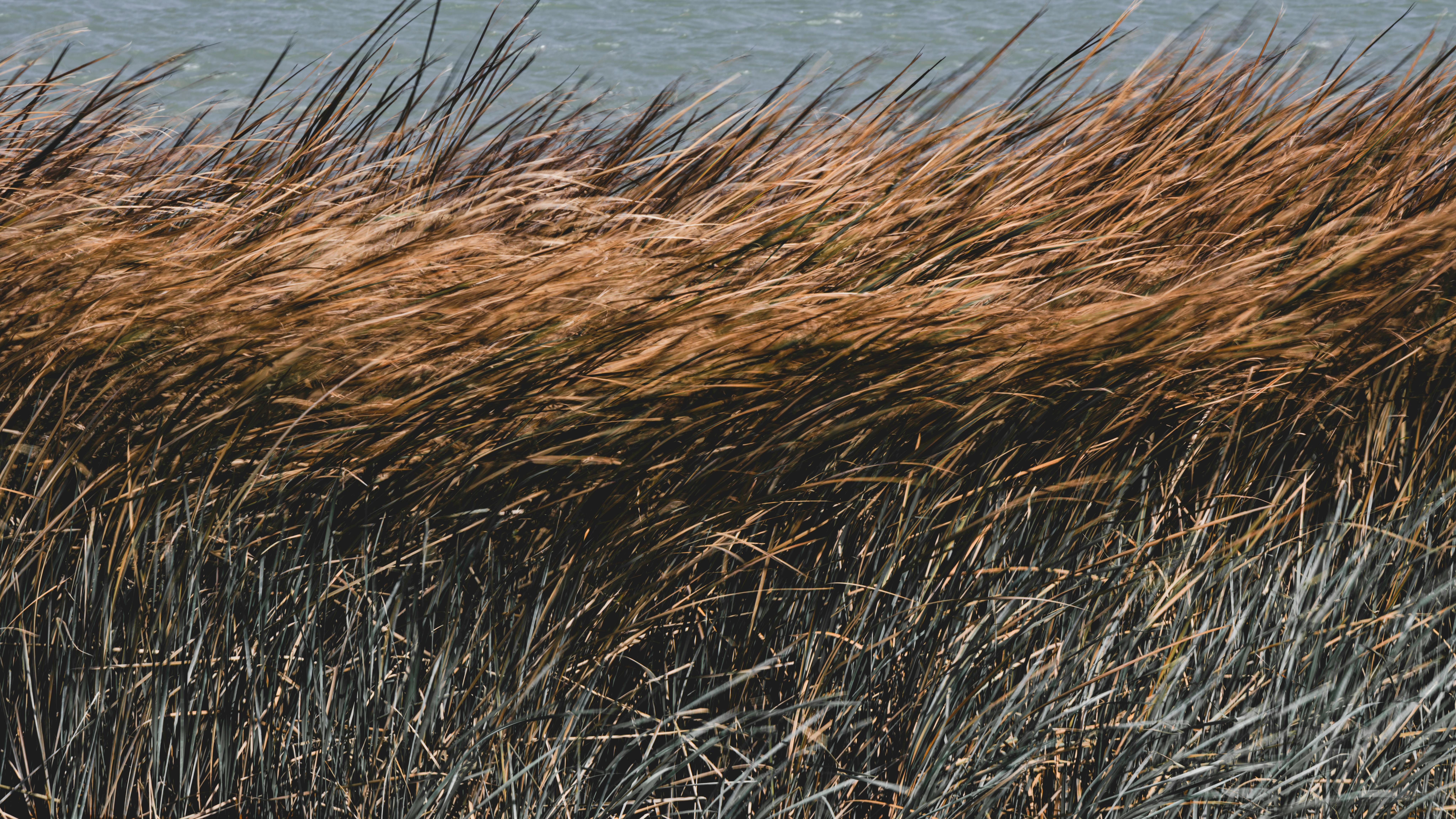 Serene Reed Grass in the Wind at Waterfront · Free Stock Photo
