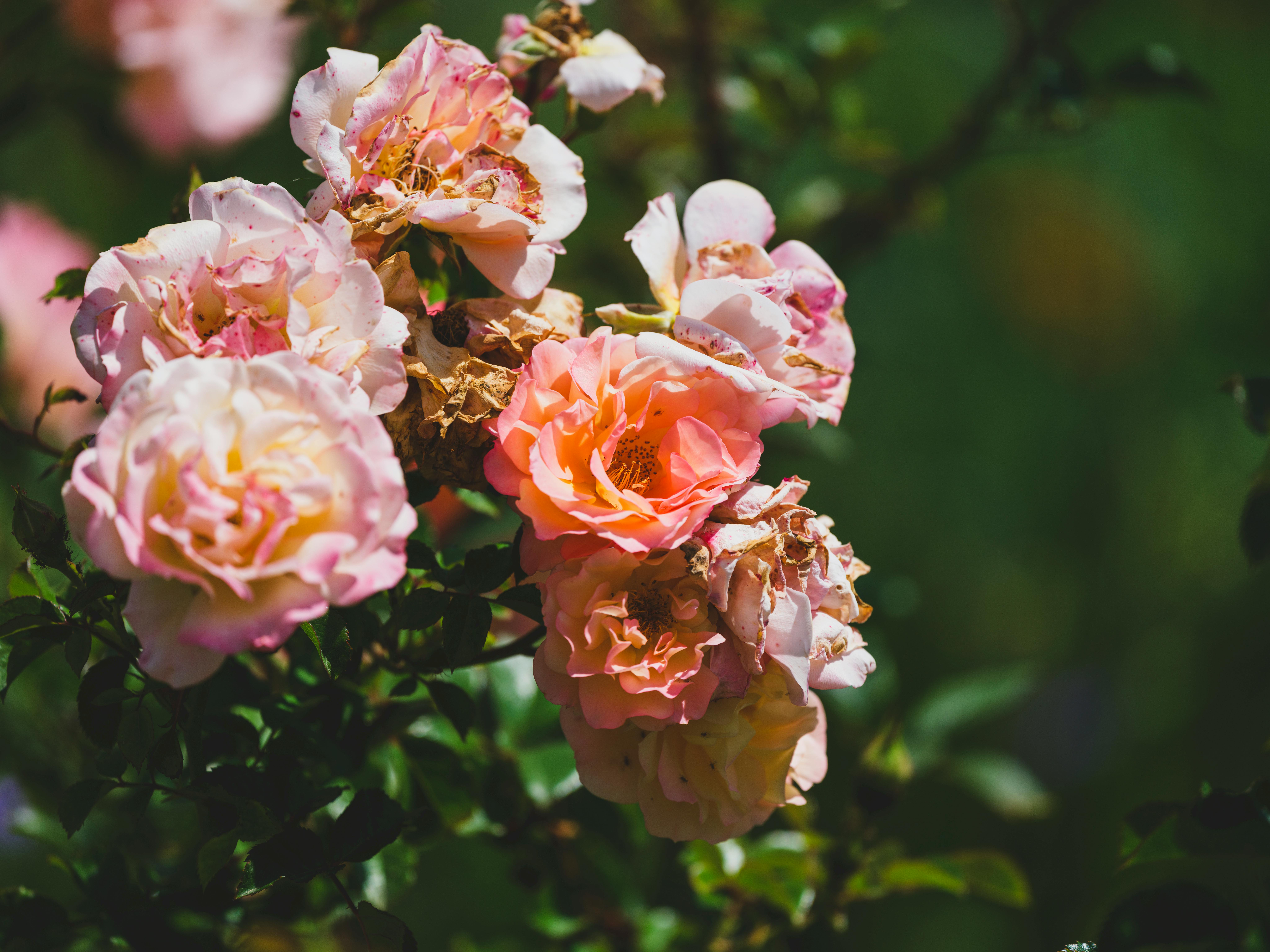 Close-up of Vibrant Blooming Roses in Summer Garden · Free Stock Photo