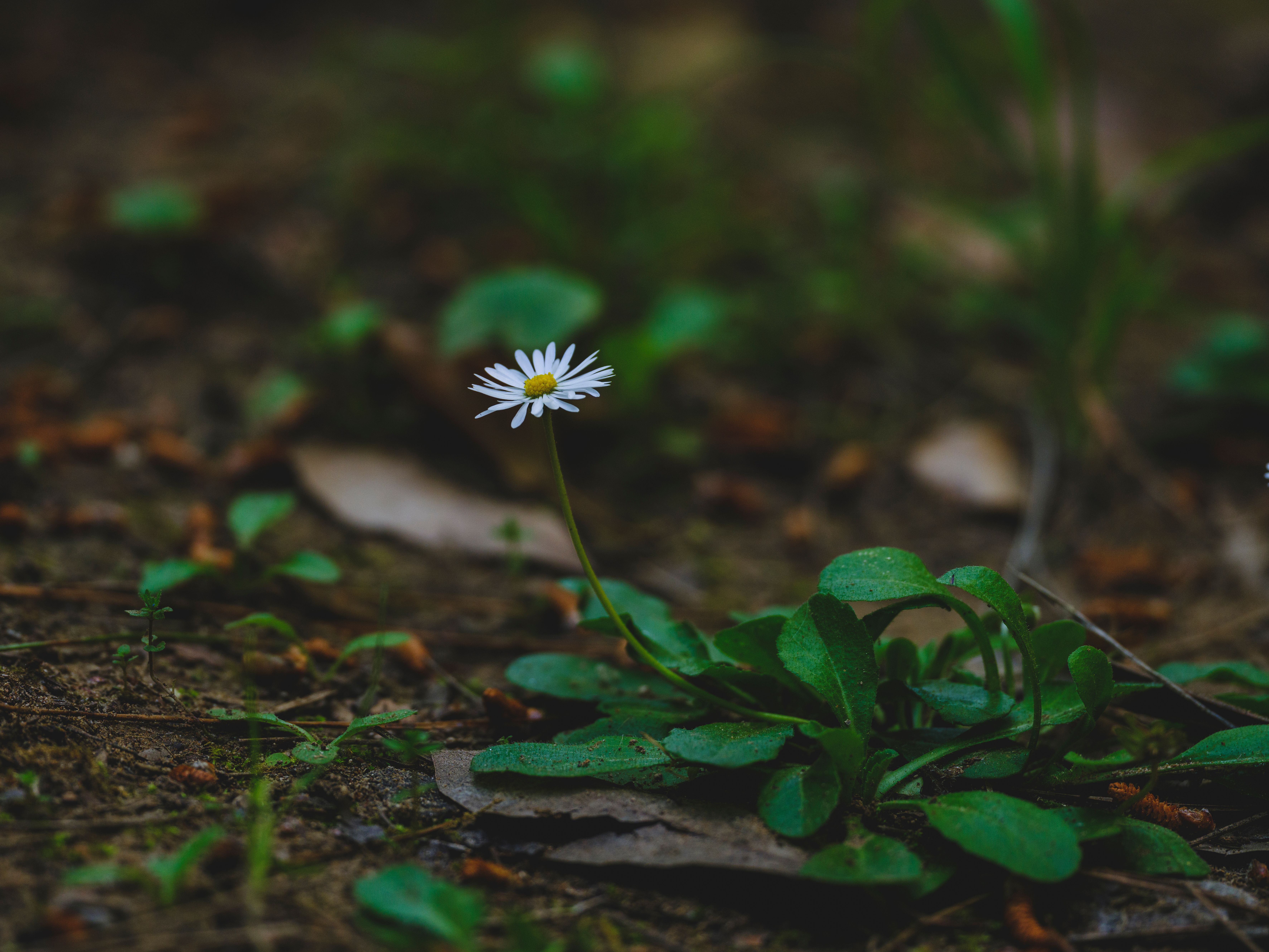 Close-Up of a Single Daisy in Natural Setting · Free Stock Photo