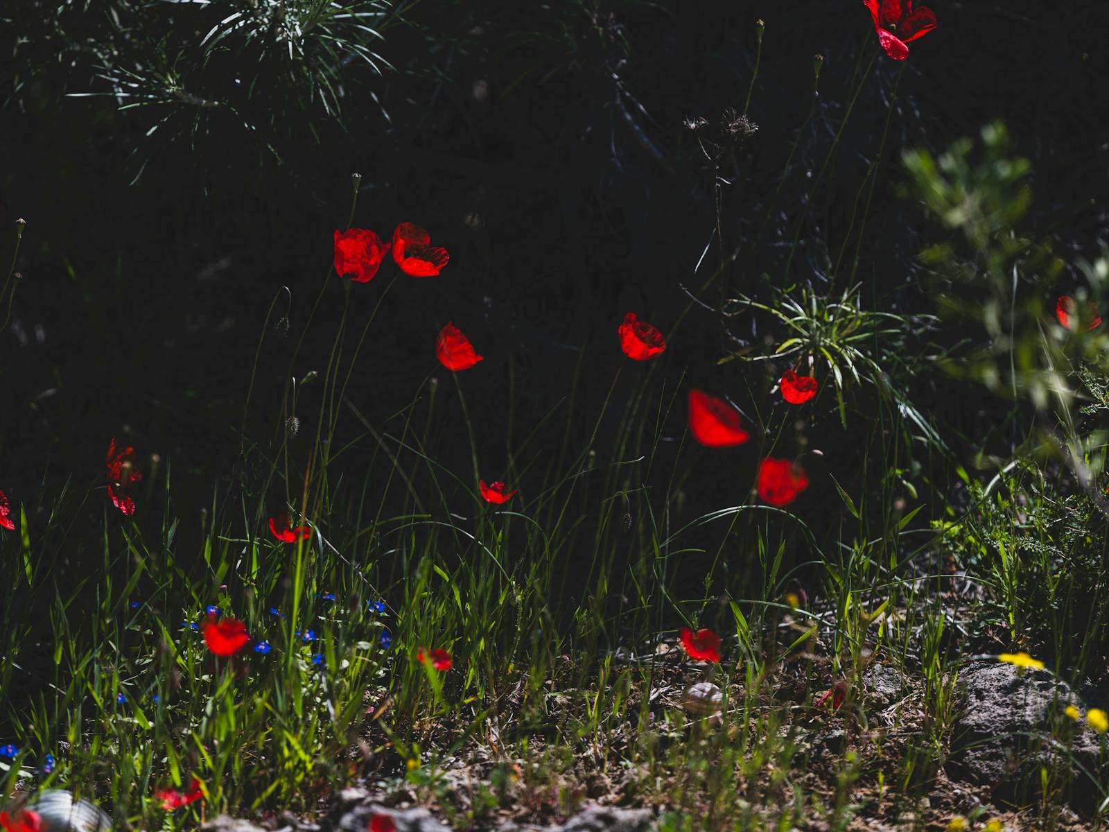 Red Pfp Photos, Download The BEST Free Red Pfp Stock Photos & HD Images