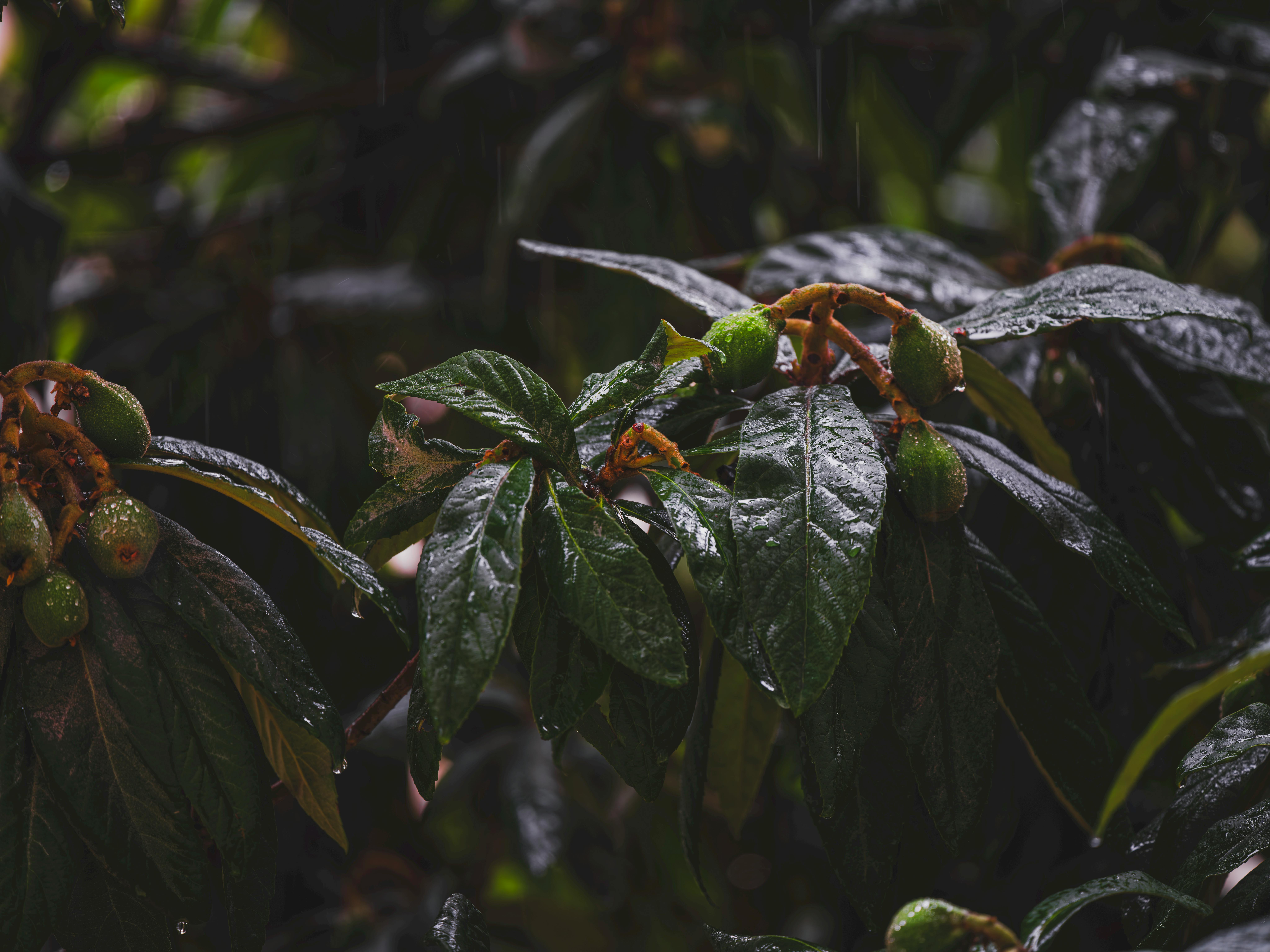 Rainy Loquat Leaves Close-Up in a Forest · Free Stock Photo