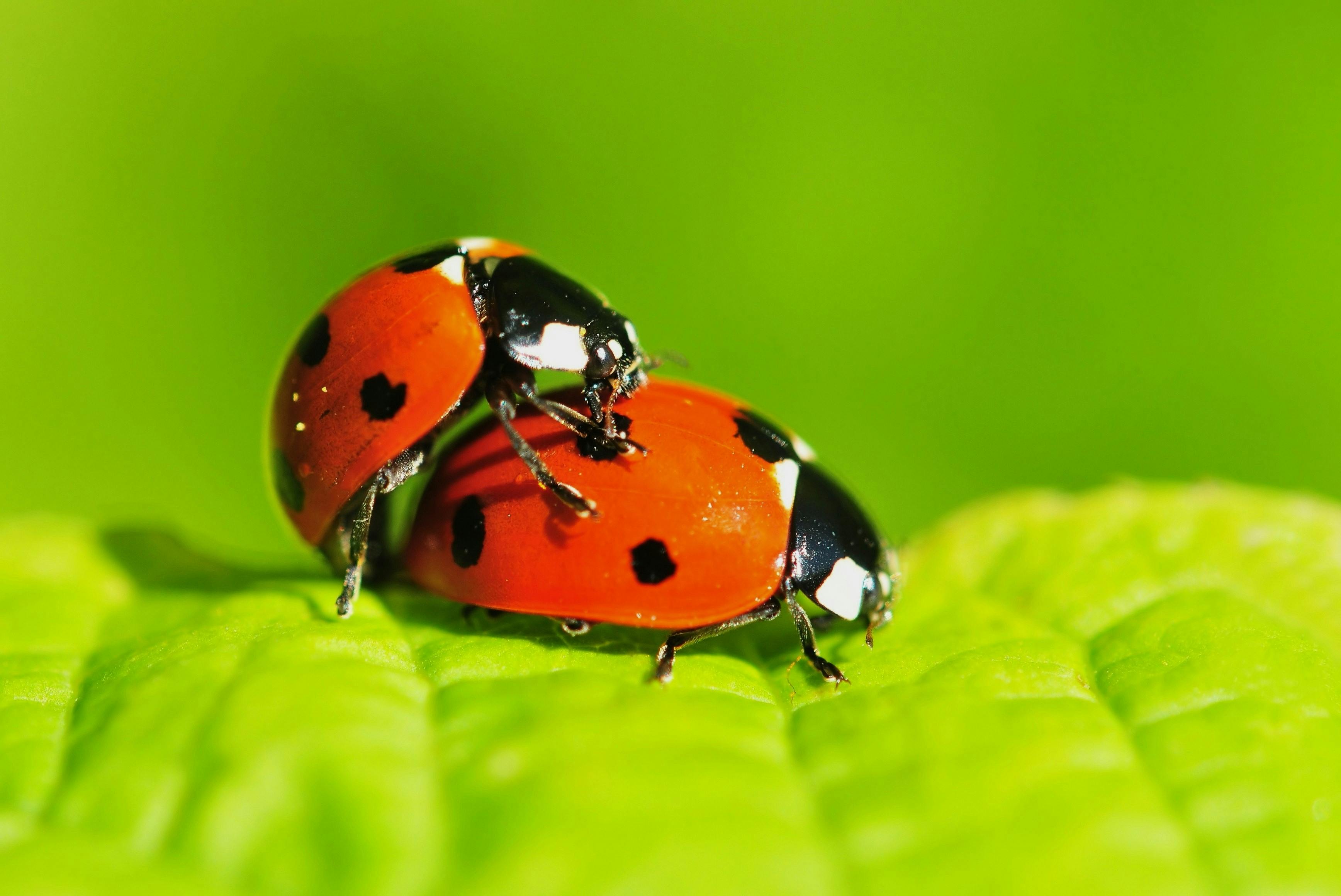 Bugs Photos, Download The BEST Free Bugs Stock Photos & HD Images