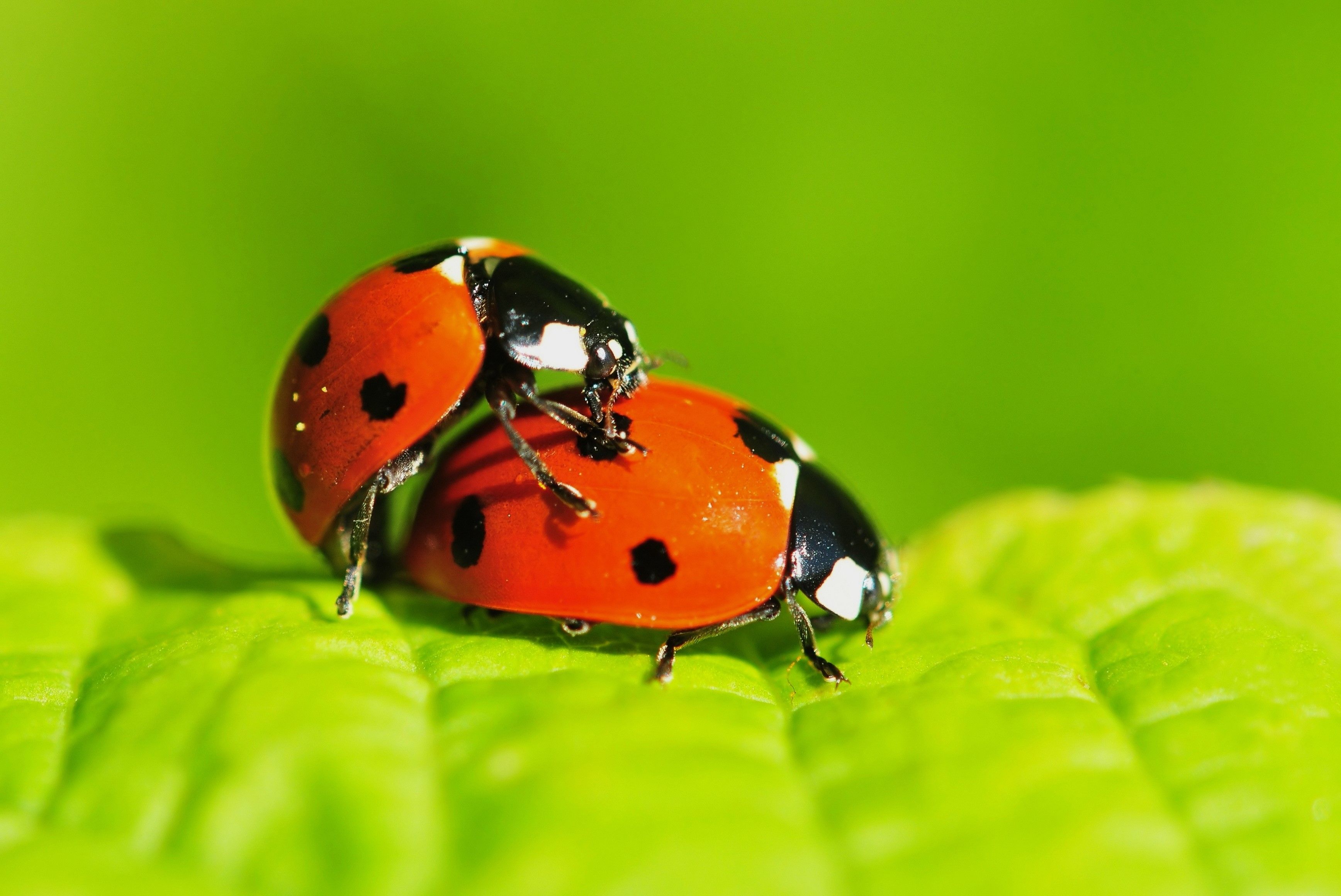 Close-up of Mating Ladybugs on Leaf · Free Stock Photo