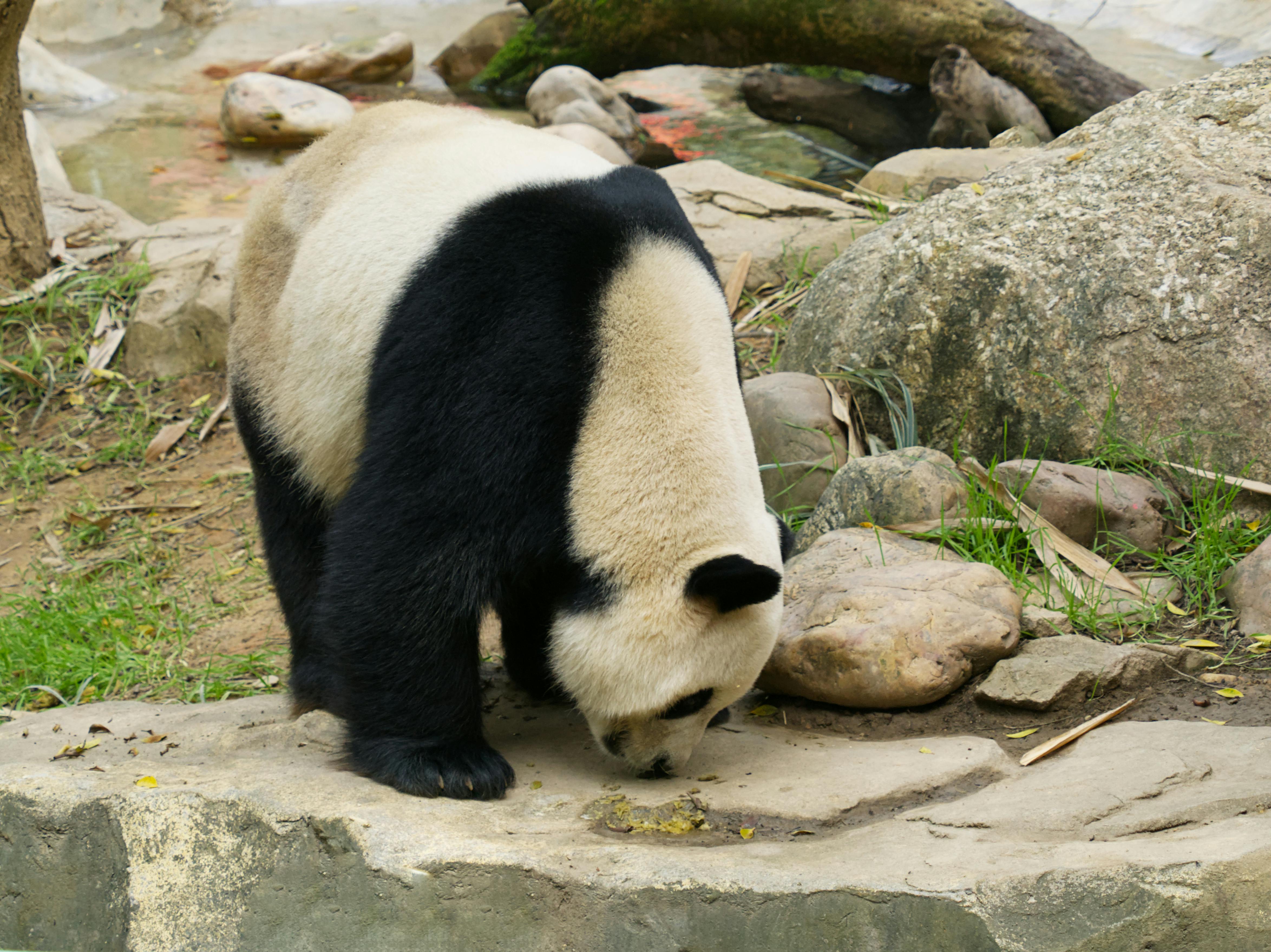 Panda Black And White Photos, Download The BEST Free Panda Black And ...