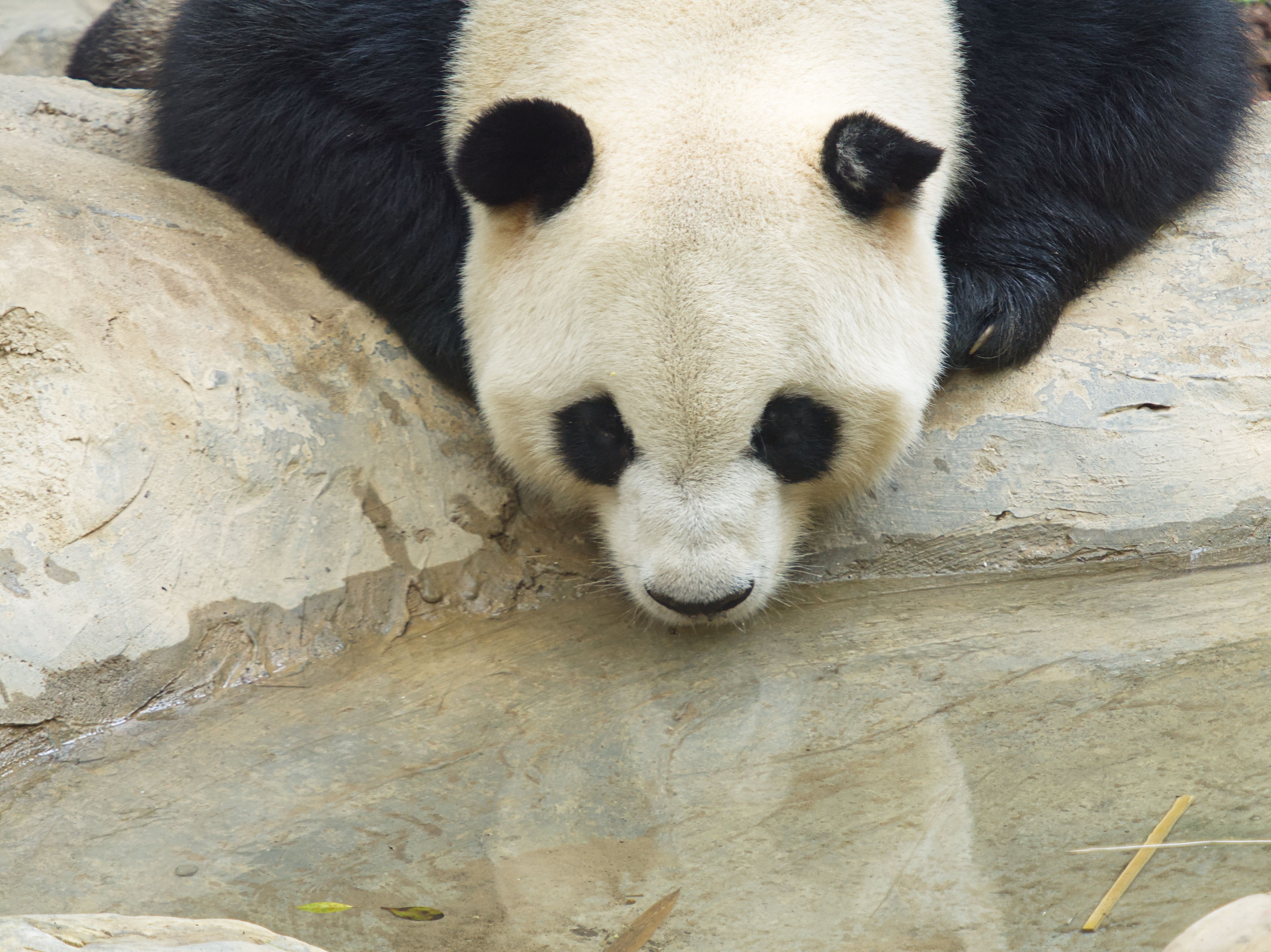 Un Panda Gigante Bebe Agua En El Zoológico De Guangzhou · Foto de stock ...
