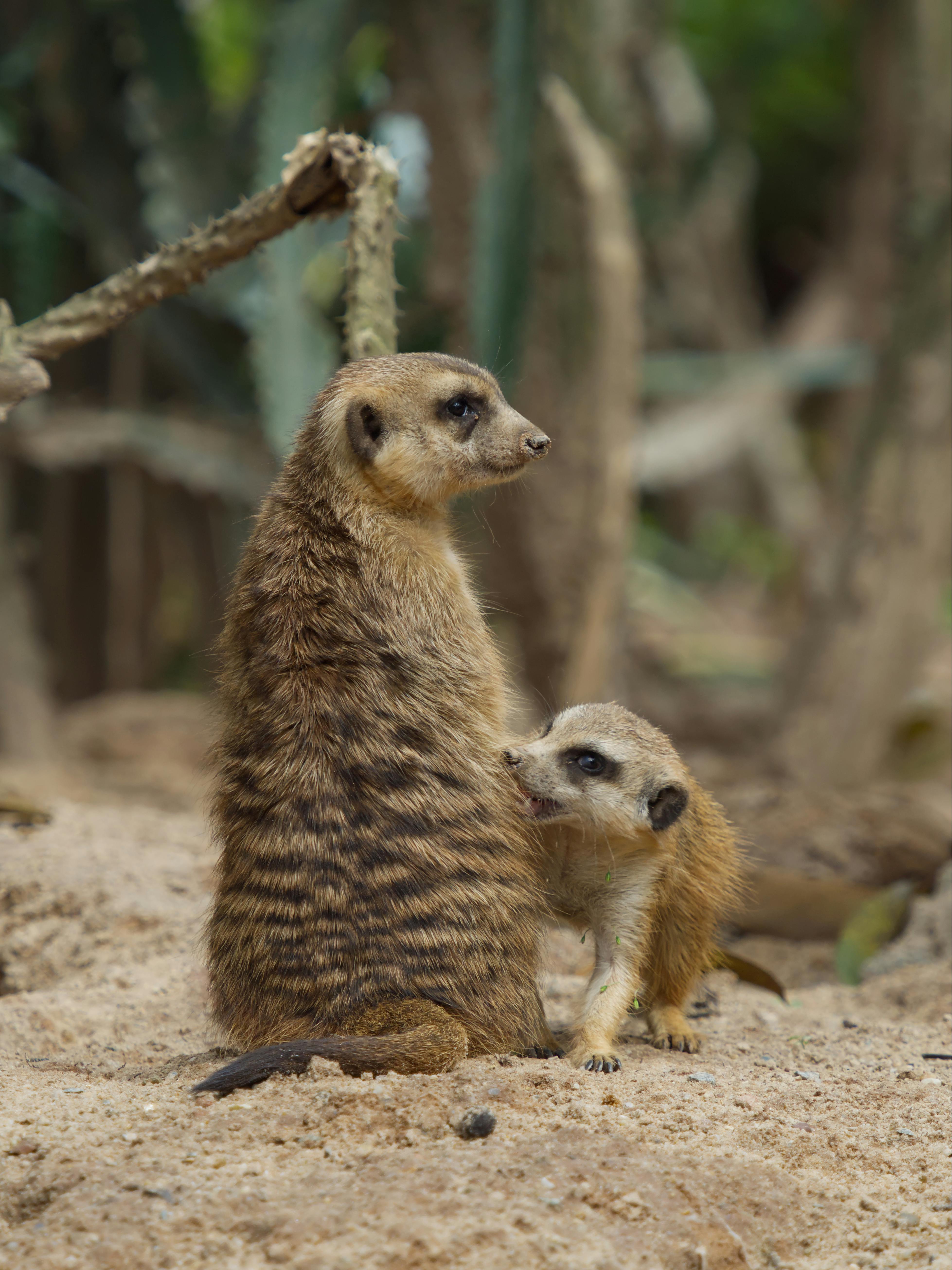 Fur Parent And Fur Baby Photos, Download The BEST Free Fur Parent And ...