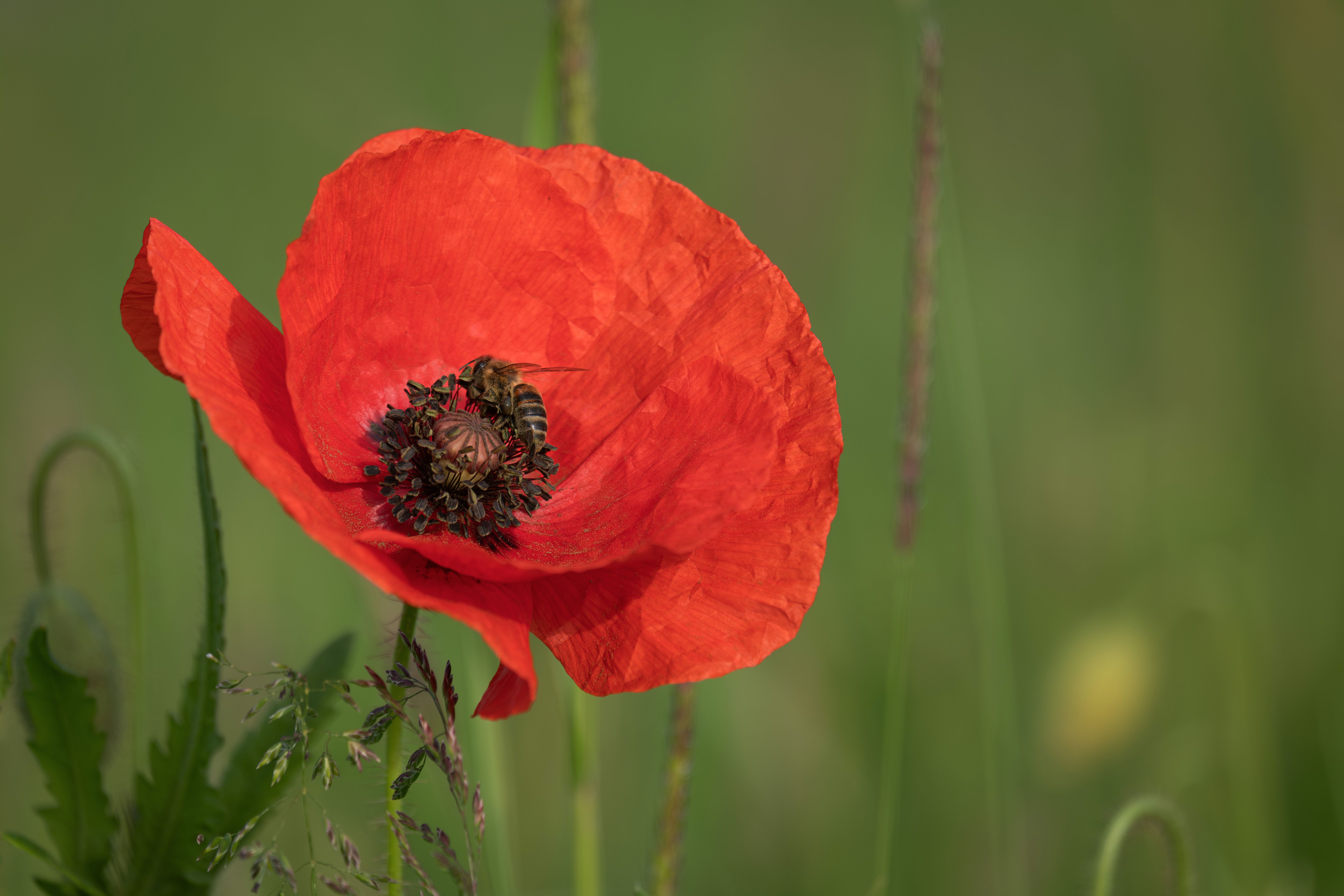 Landscape Poppy Photos, Download The BEST Free Landscape Poppy Stock ...