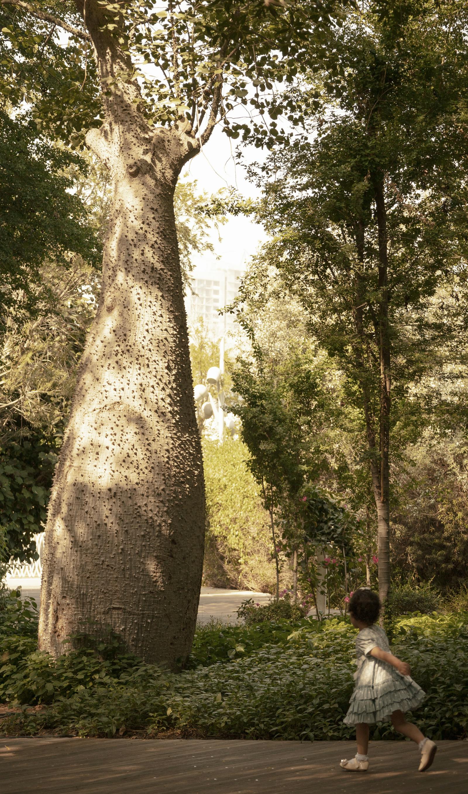 Baobab Tree Photos, Download The BEST Free Baobab Tree Stock Photos ...
