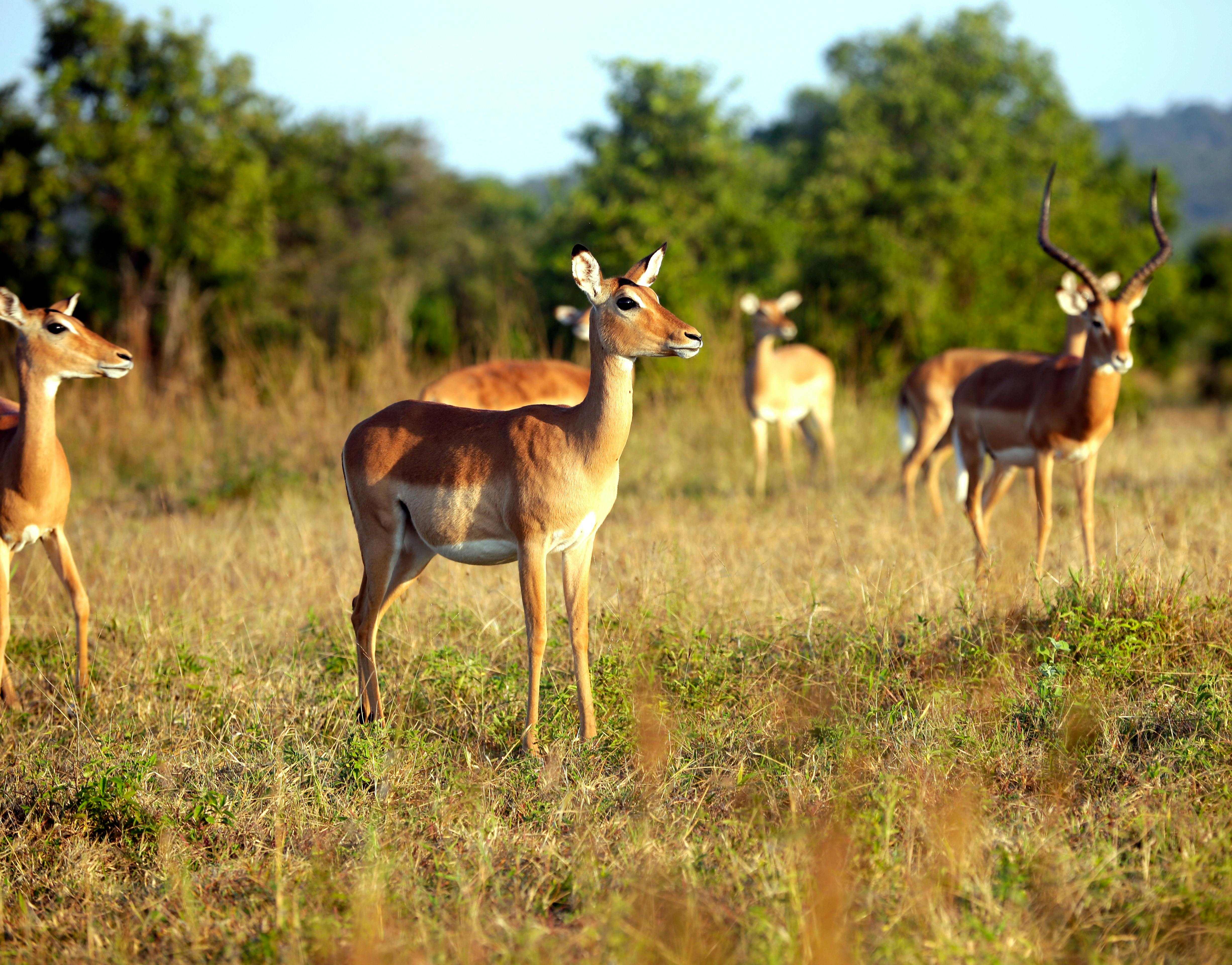 Impala Herd in Natural Habitat, Tanzania · Free Stock Photo