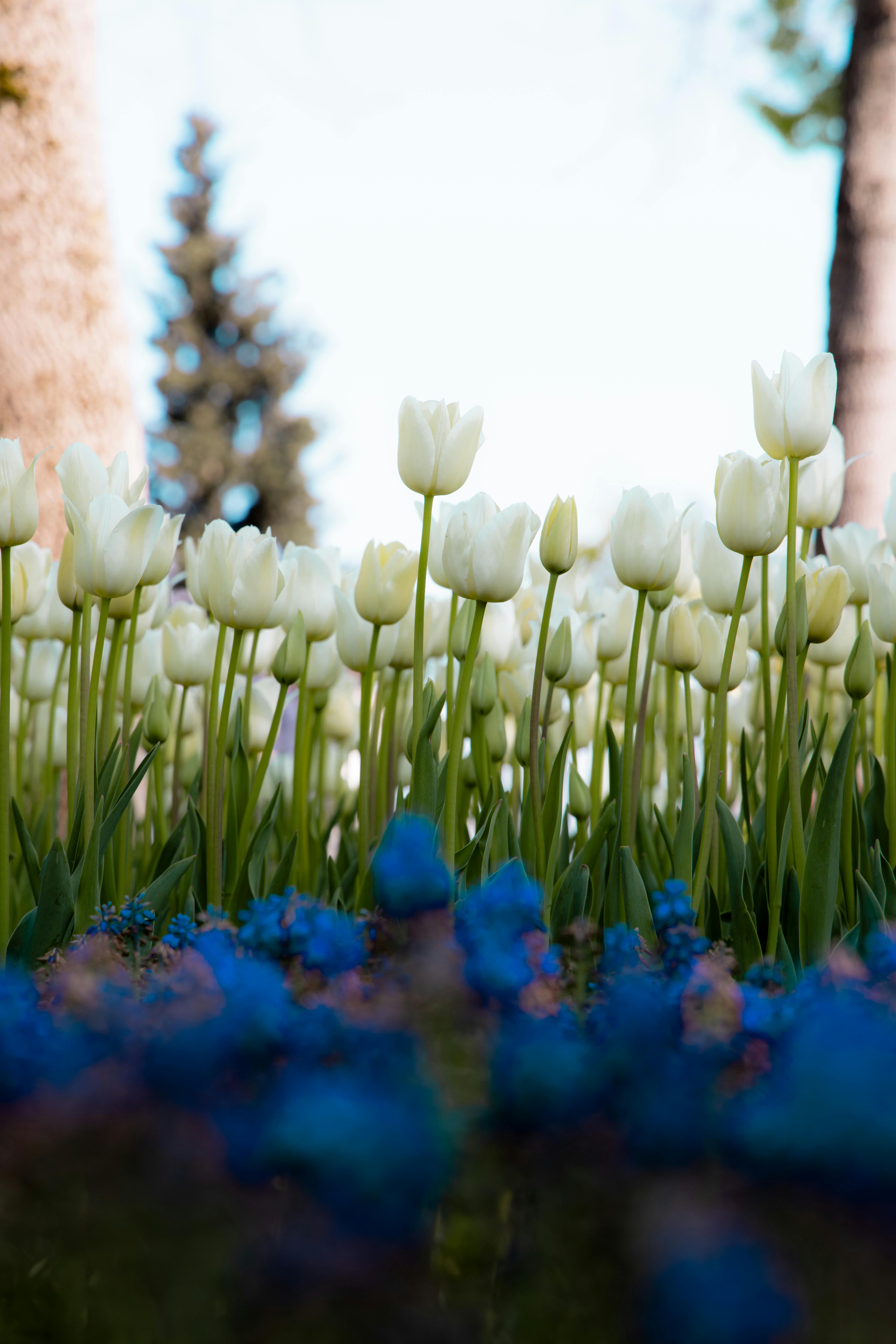 White Tulips in Bloom: A Springtime Delight · Free Stock Photo