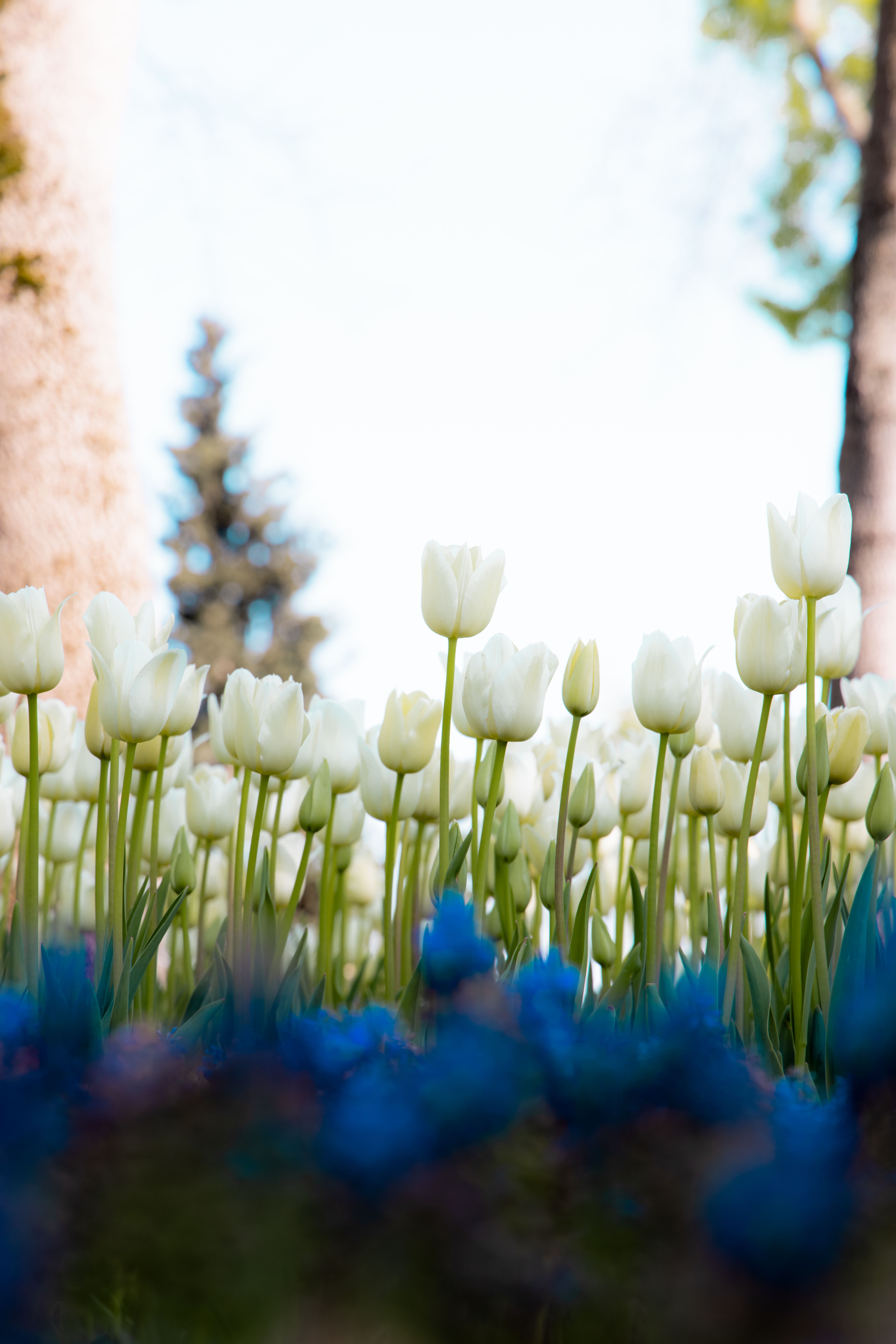White Tulips in Bloom Amidst a Vibrant Spring Garden · Free Stock Photo