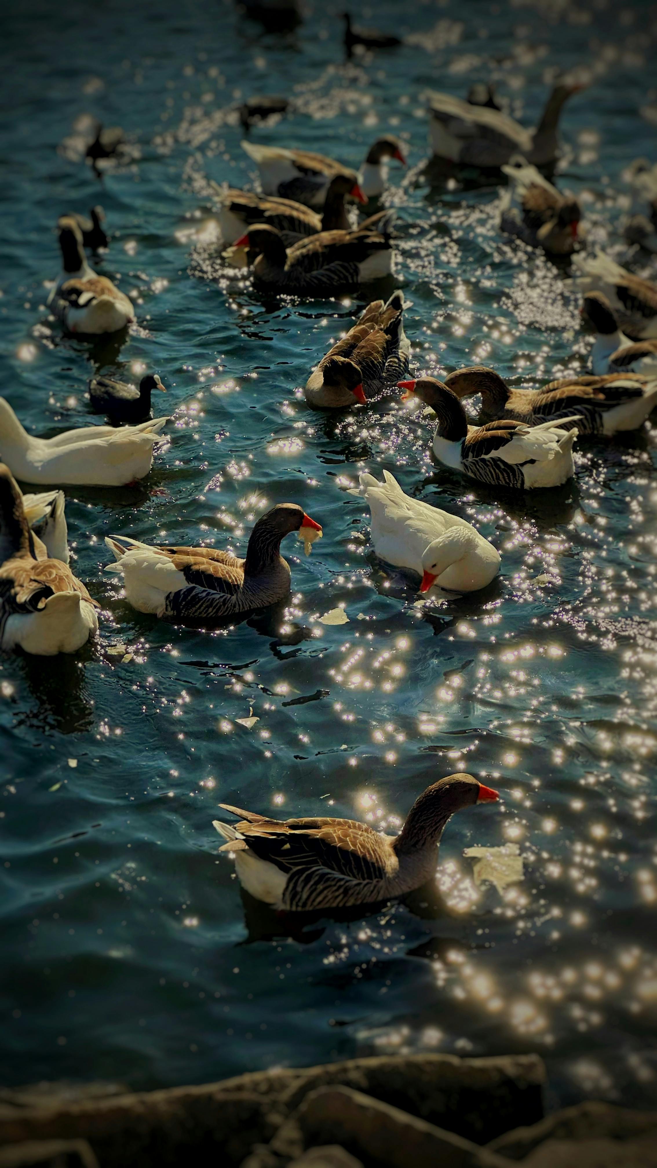 Birds Jpeg Photos, Download The BEST Free Birds Jpeg Stock Photos & HD ...