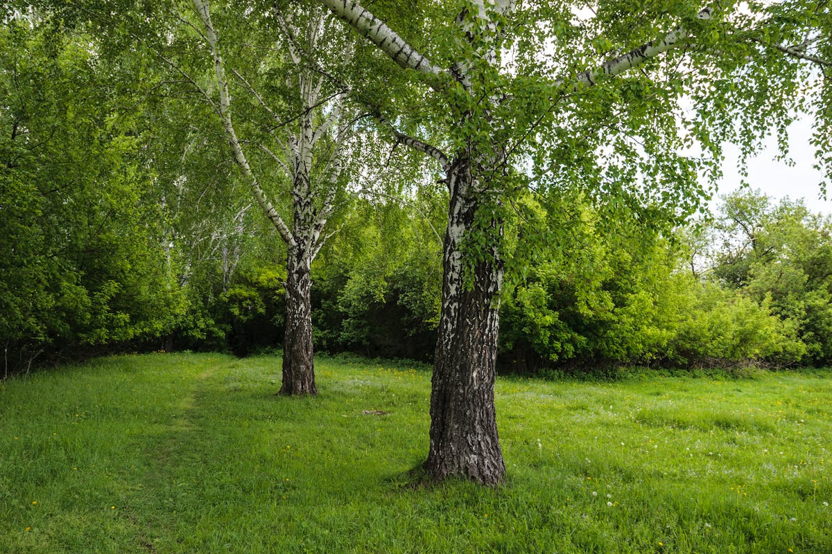 Birch Photos, Download The BEST Free Birch Stock Photos & HD Images