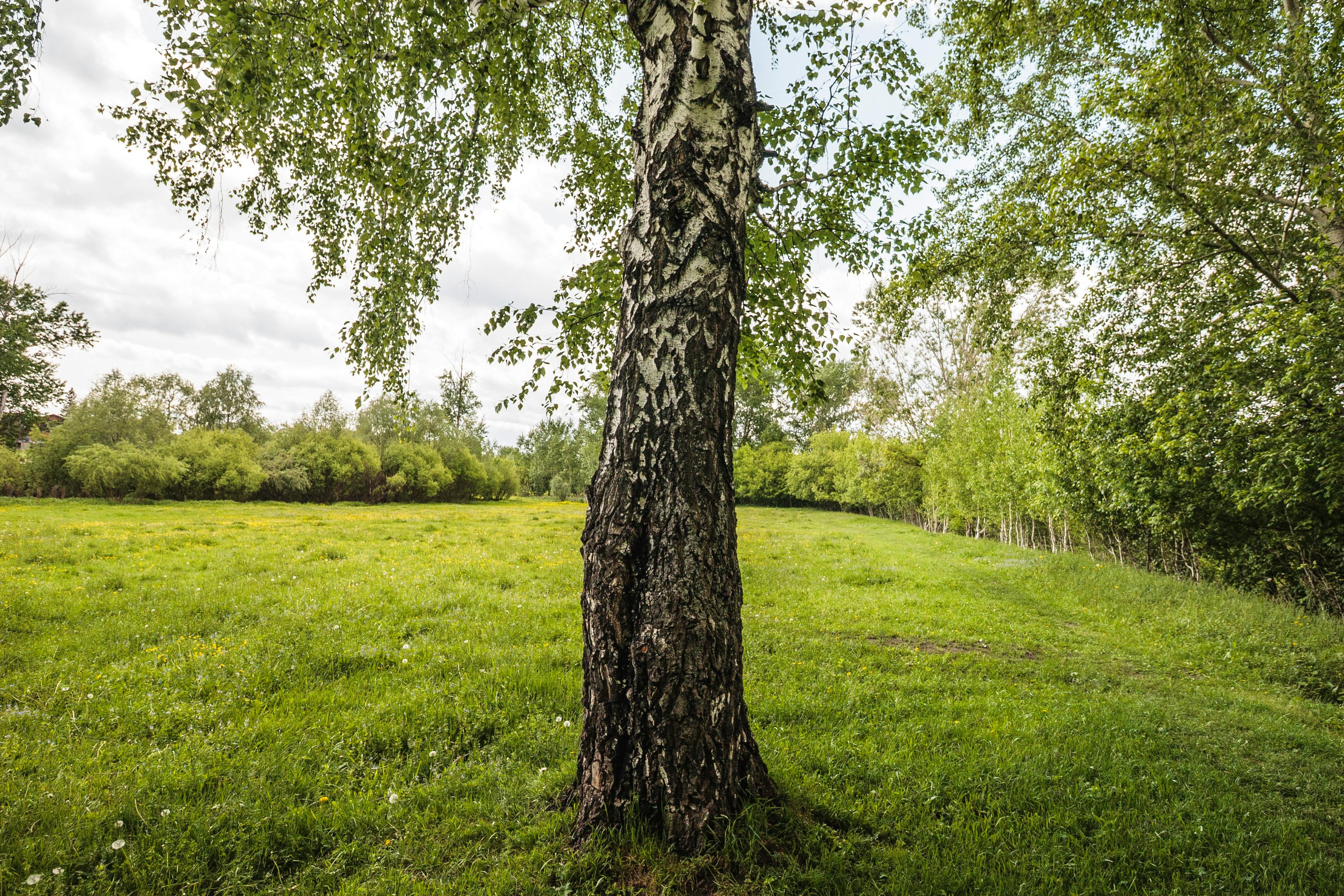 Birch Trees Photos, Download The BEST Free Birch Trees Stock Photos ...