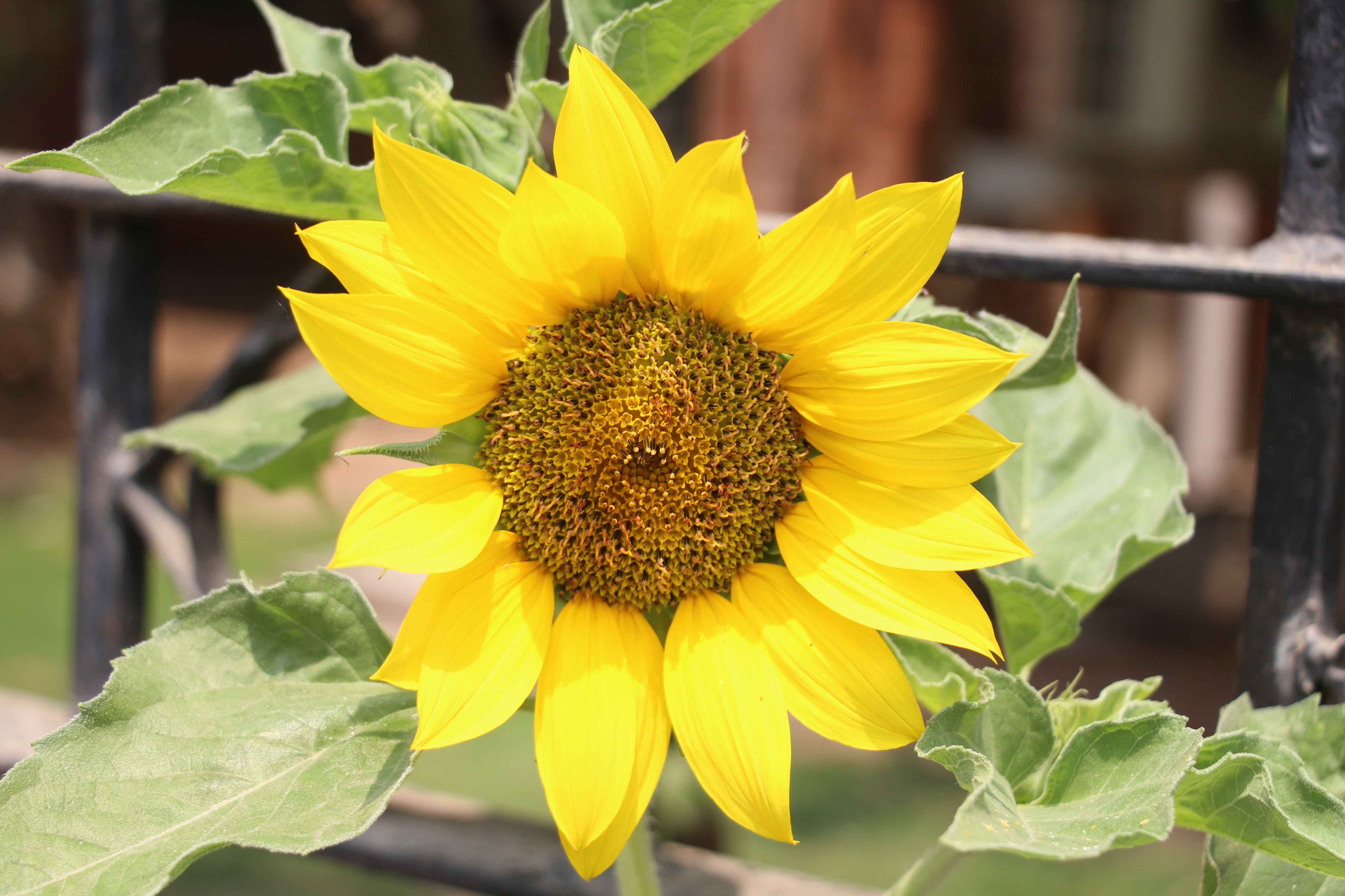 Vibrant Sunflower Bloom in Pakistan Garden · Free Stock Photo