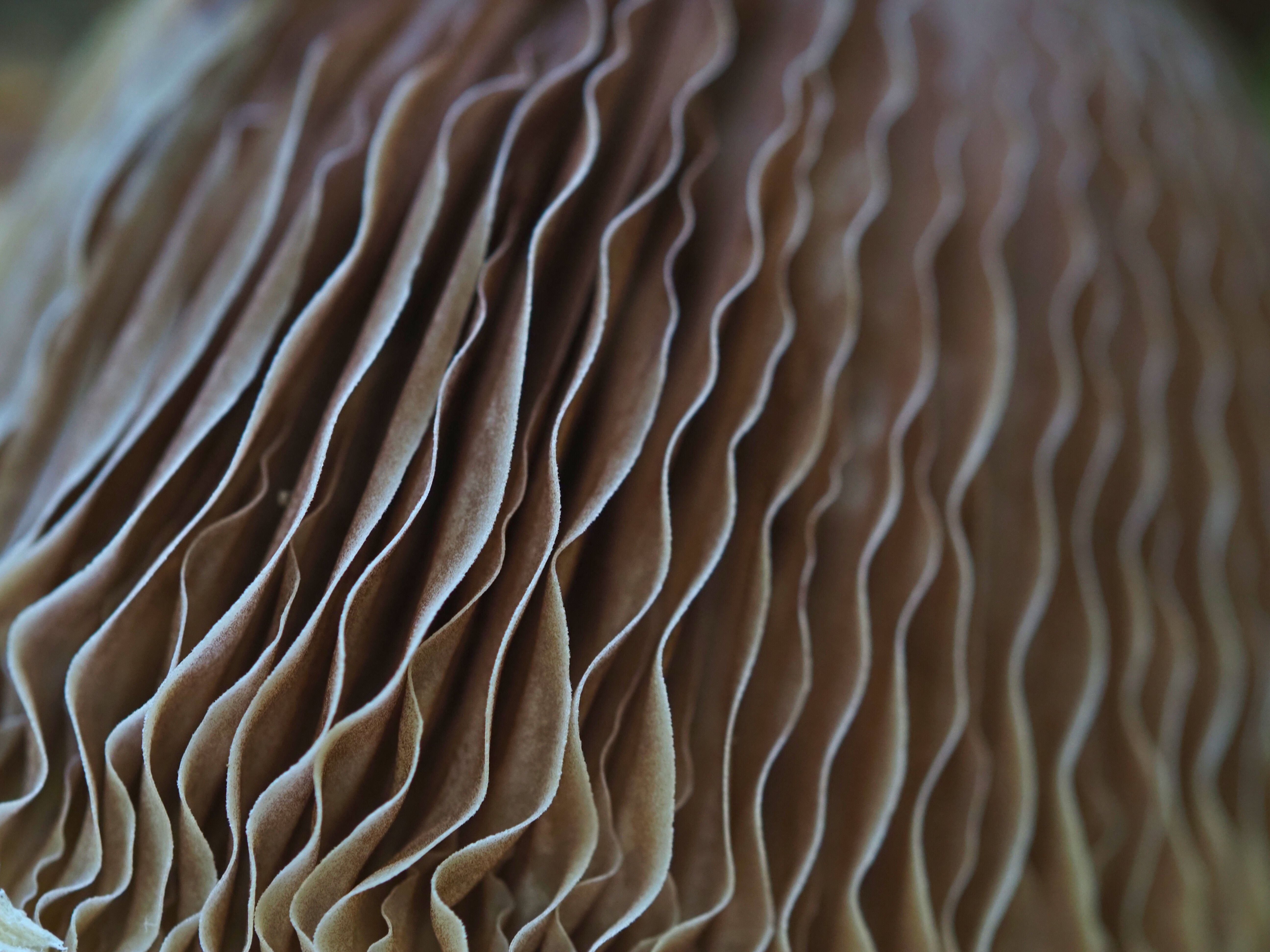 Micro Structure Photos, Download The BEST Free Micro Structure Stock ...