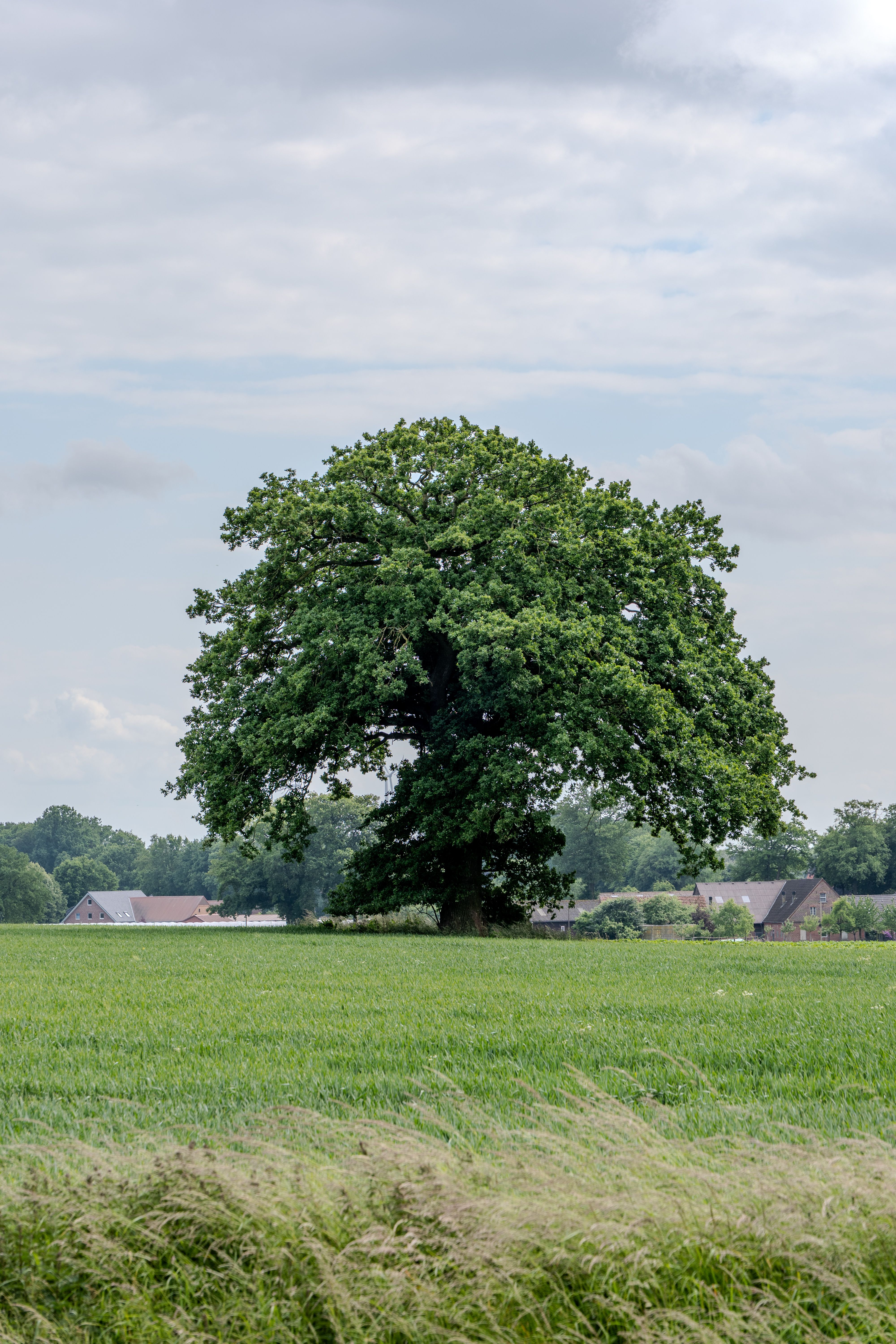 Oak Tree Photos, Download The BEST Free Oak Tree Stock Photos & HD Images