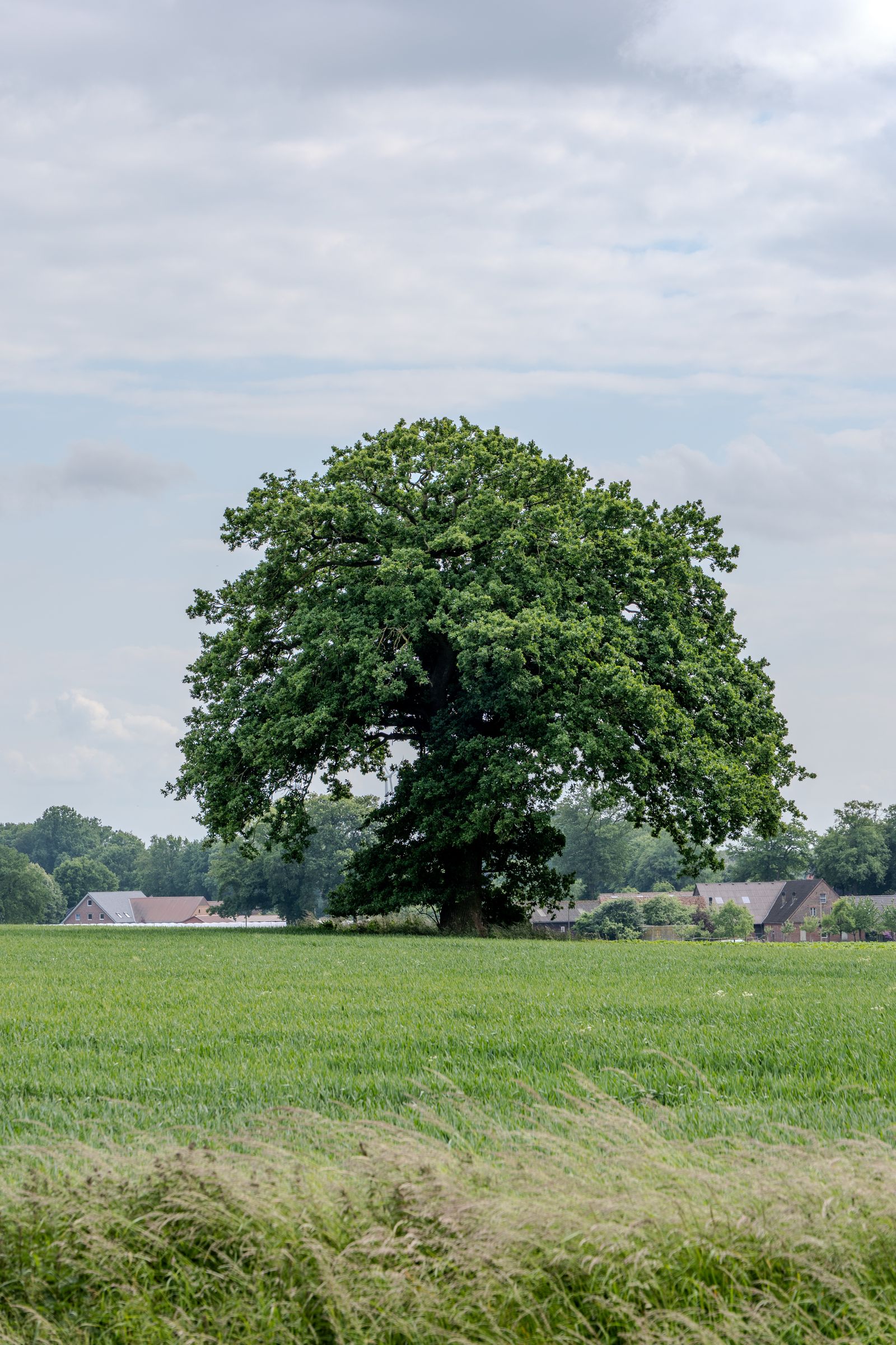 Oak Tree Photos, Download The BEST Free Oak Tree Stock Photos & HD Images