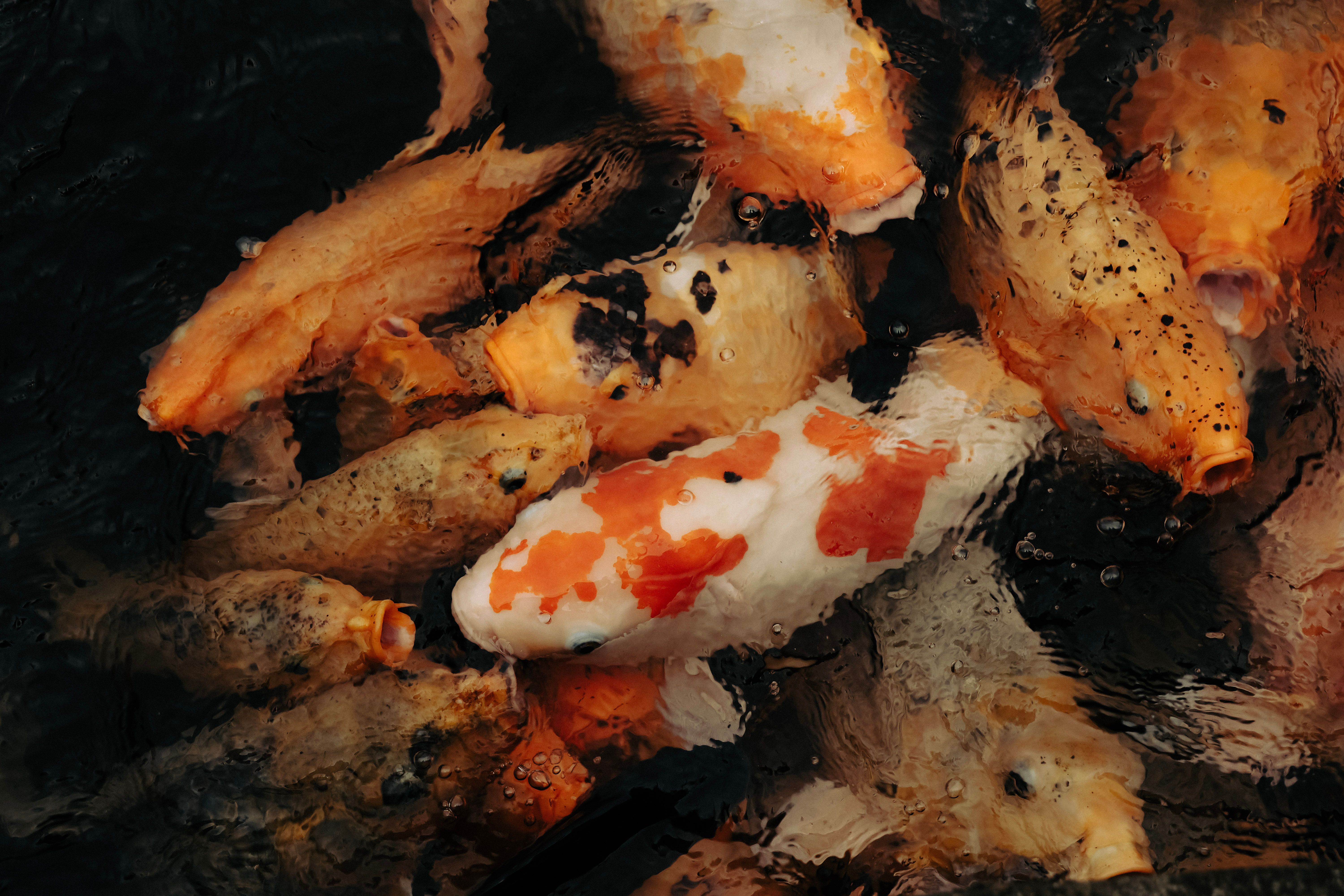 Colorful Koi Fish in a Bali Pond · Free Stock Photo