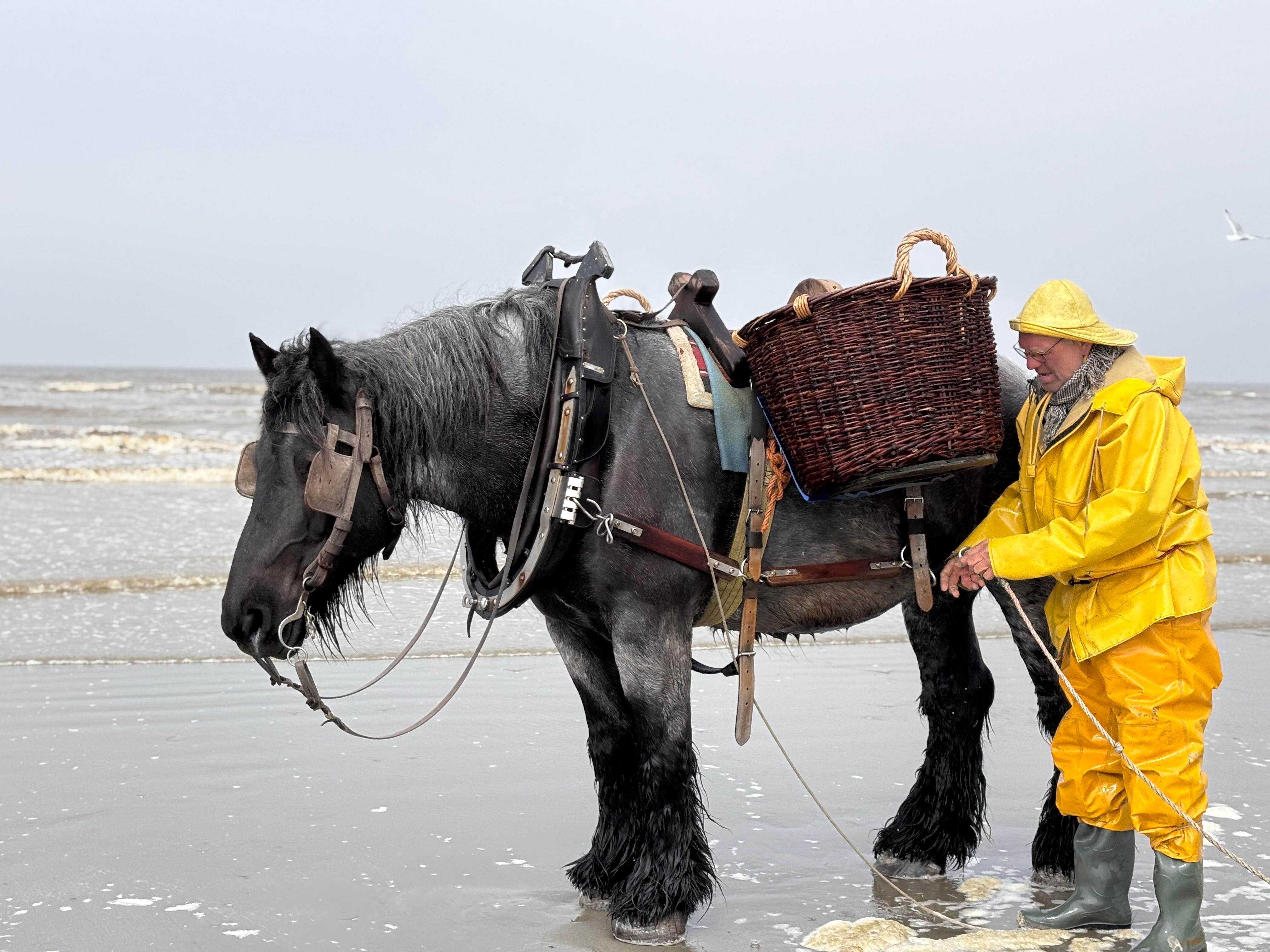 Traditional Horseback Shrimp Fishing in Koksijde · Free Stock Photo
