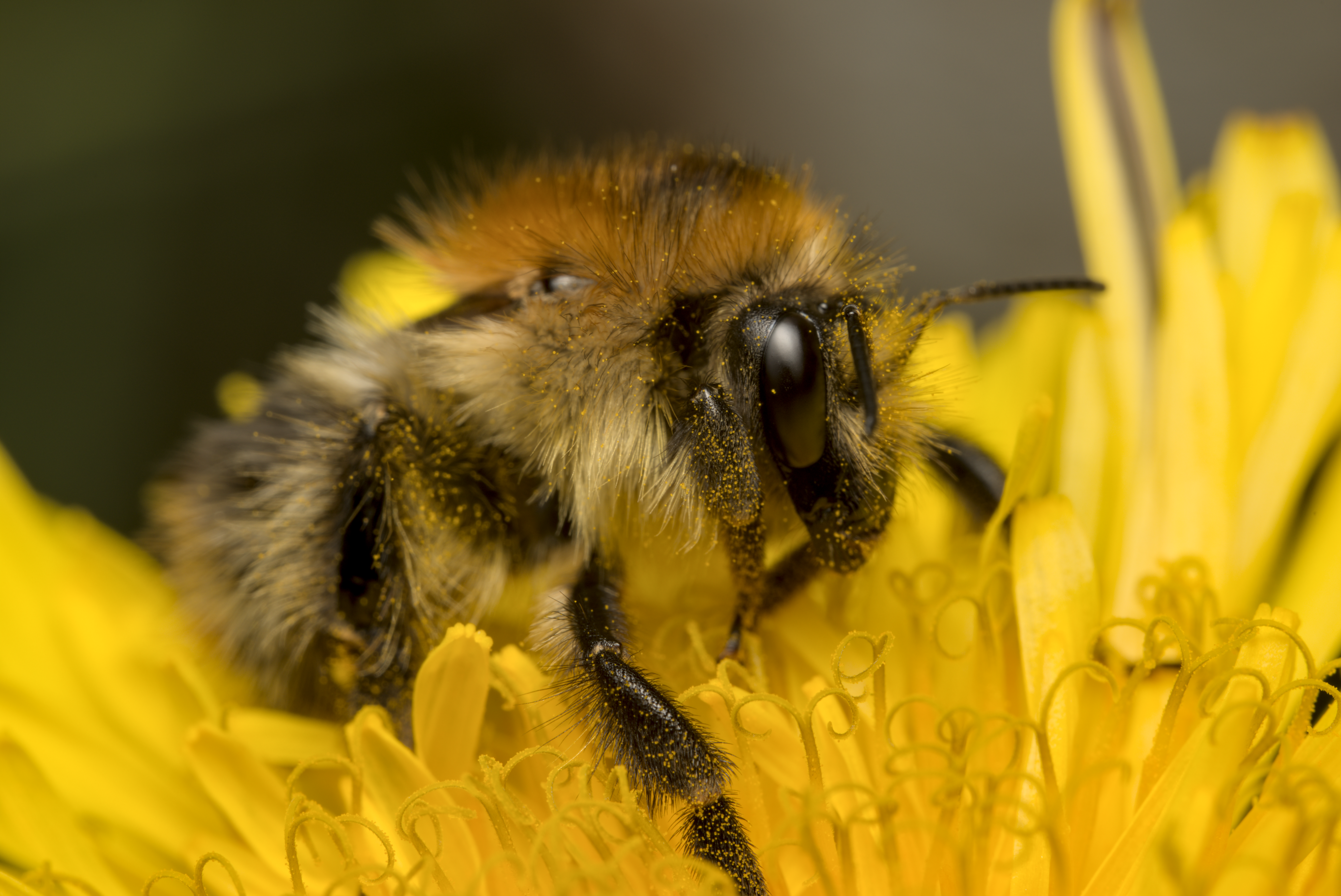 Close-up of Bumblebee on Bright Yellow Flower · Free Stock Photo