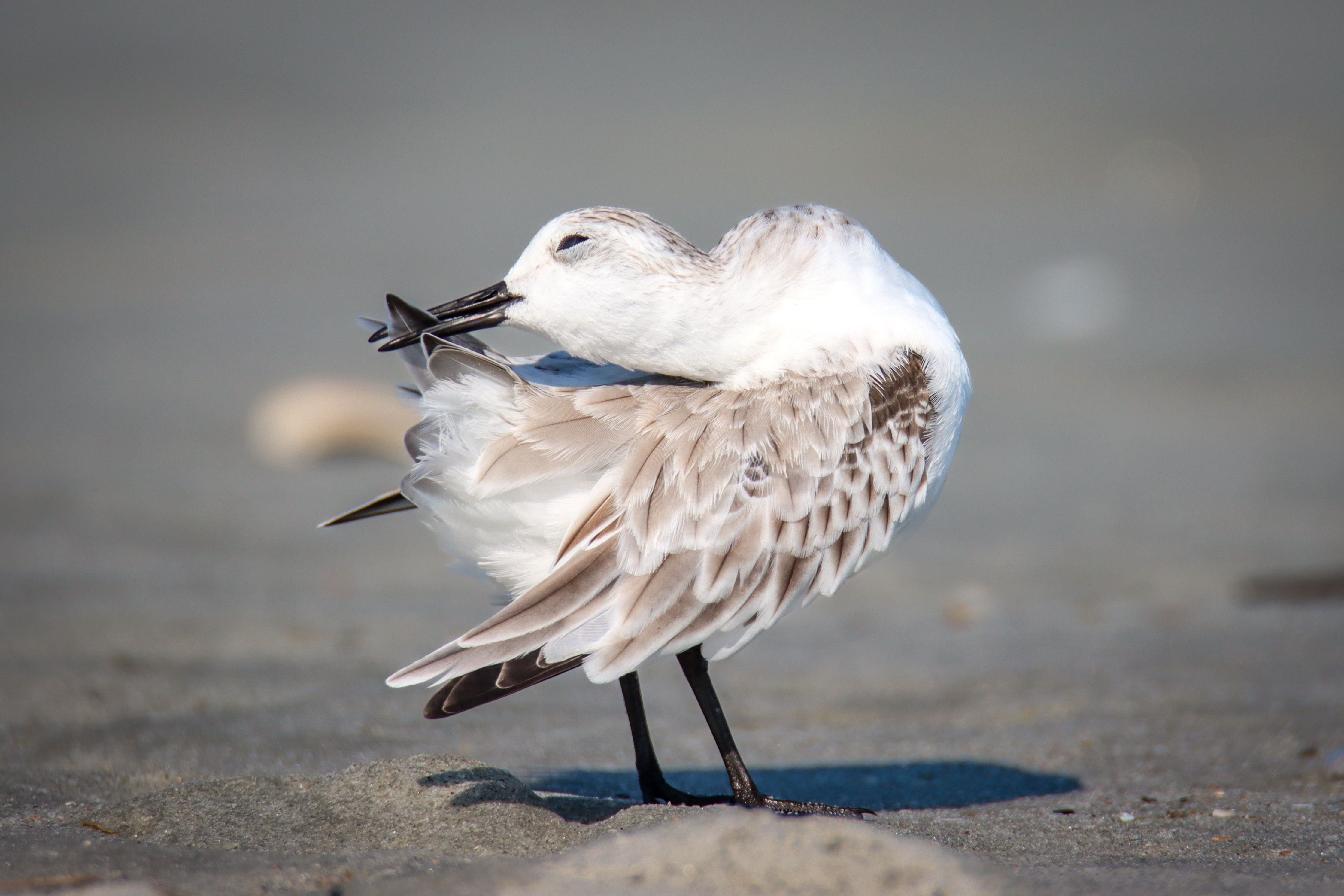Close-up of Sandpiper Preening on Beach · Free Stock Photo