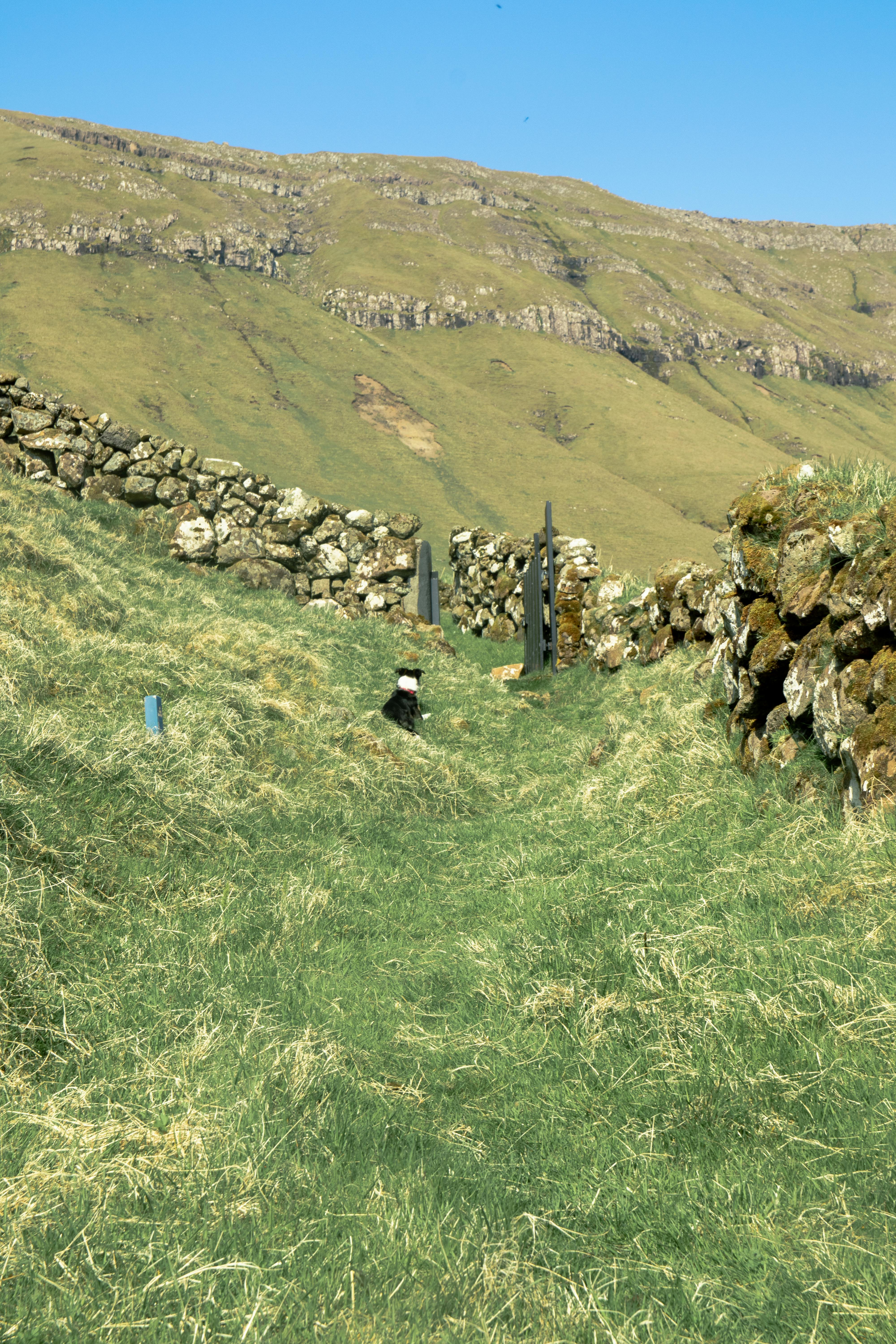 Grass On A Hill Photos, Download The BEST Free Grass On A Hill Stock ...