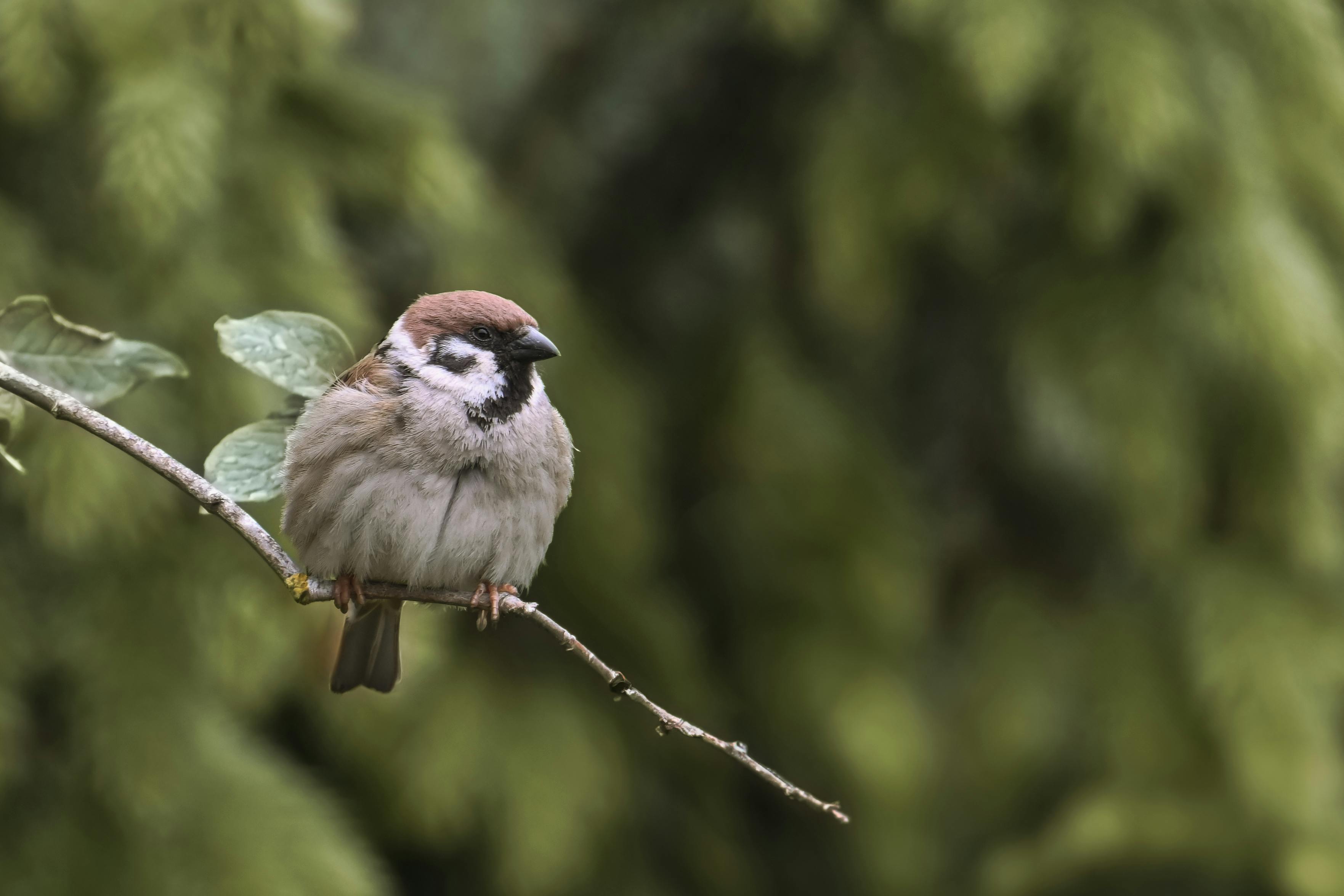 Sparrows On+A+Branch+Enjoy+Spring+Blooms Photos, Download The BEST Free ...