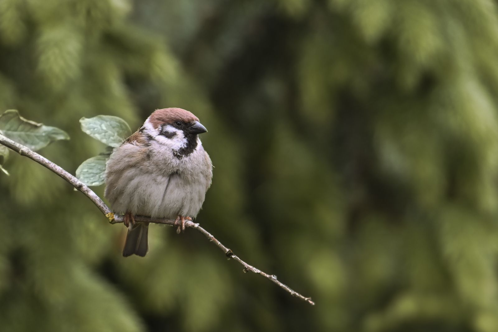 Sparrows On+A+Branch+Enjoy+Spring+Blooms Photos, Download The BEST Free ...